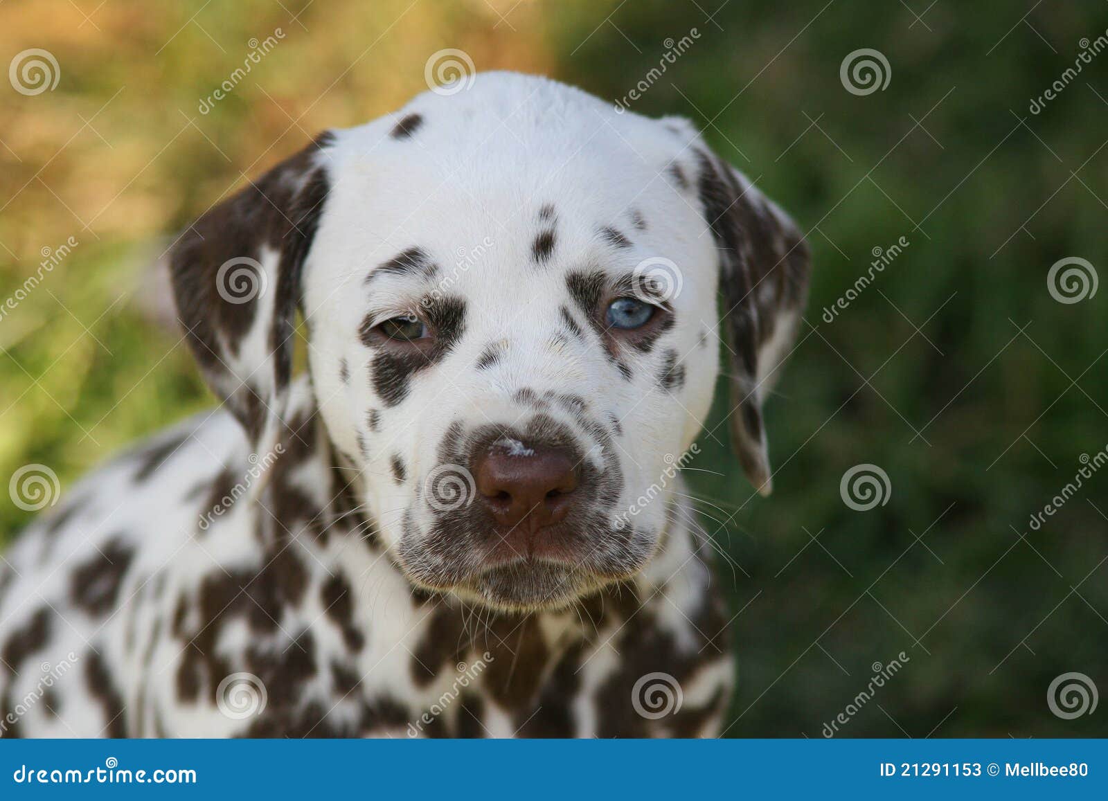 Blue Spotted Dalmatian
