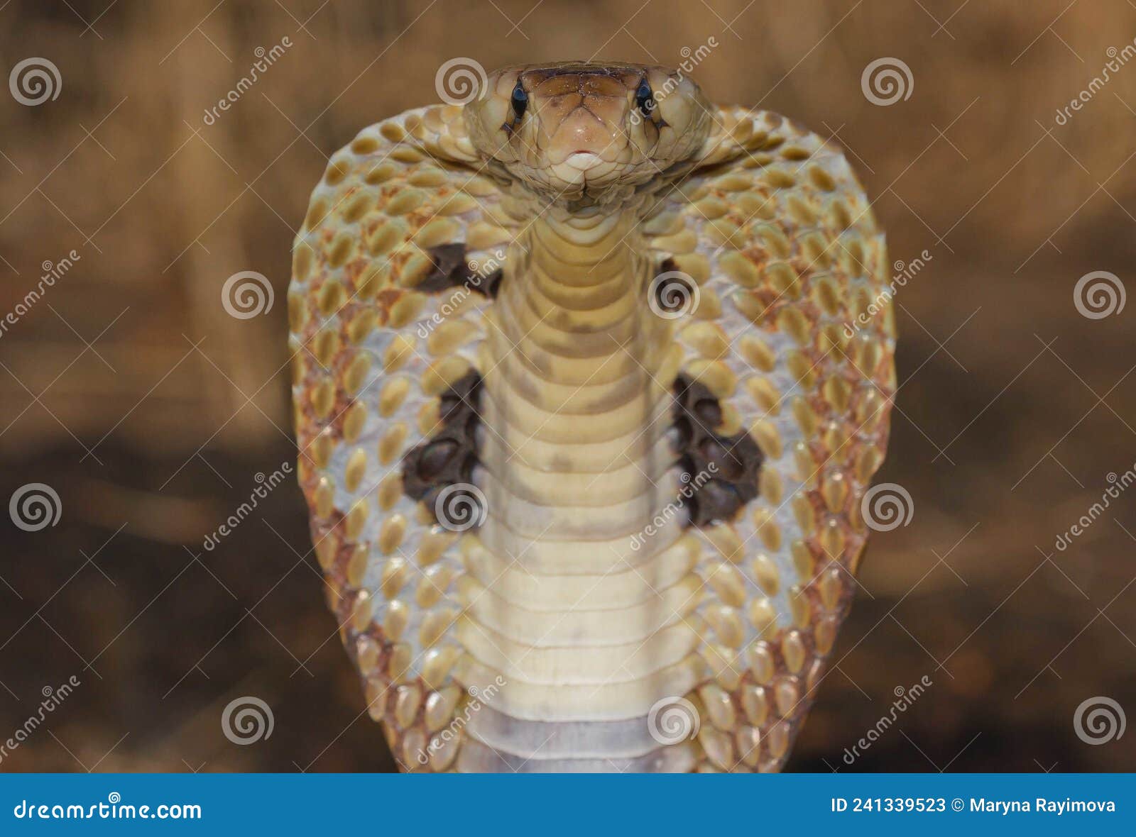 Portrait of a cobra. stock image. Image of closeup, danger - 241339523