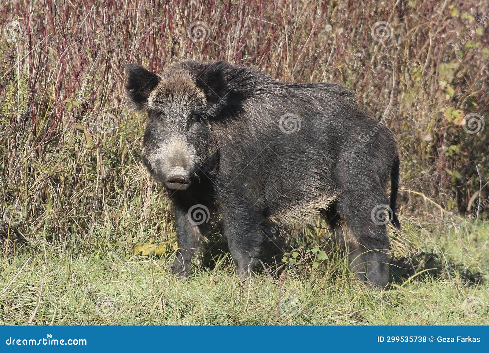 Portrait of a Dangerous Wild Boar Stock Photo - Image of beauty, game ...