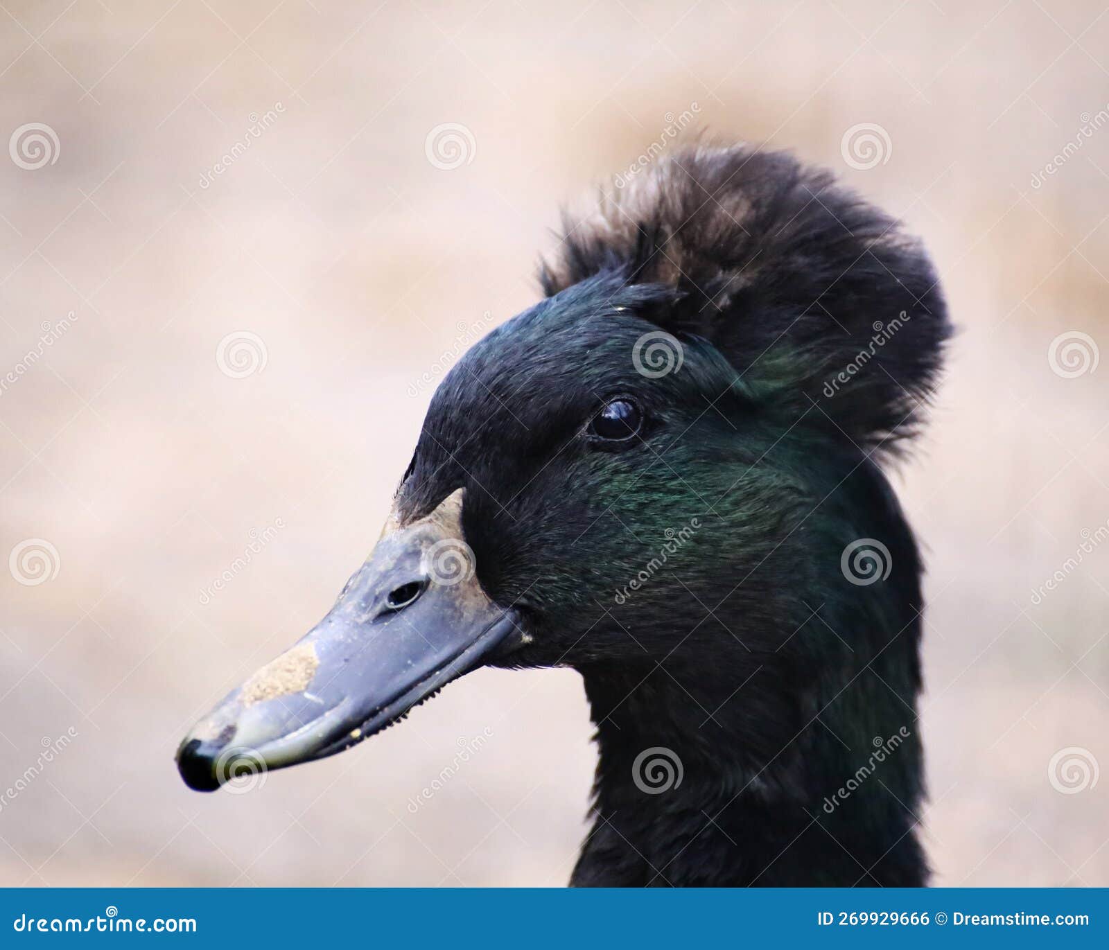 Portrait of Dark Black Duck with Crest Stock Photo - Image of animal ...