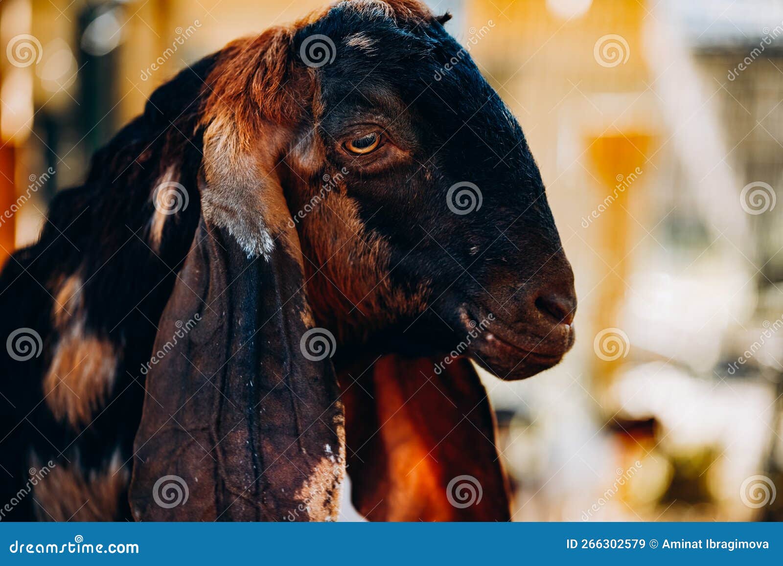 Portrait of a Dark Goat with Big Ears on a Farm Stock Image - Image of ...