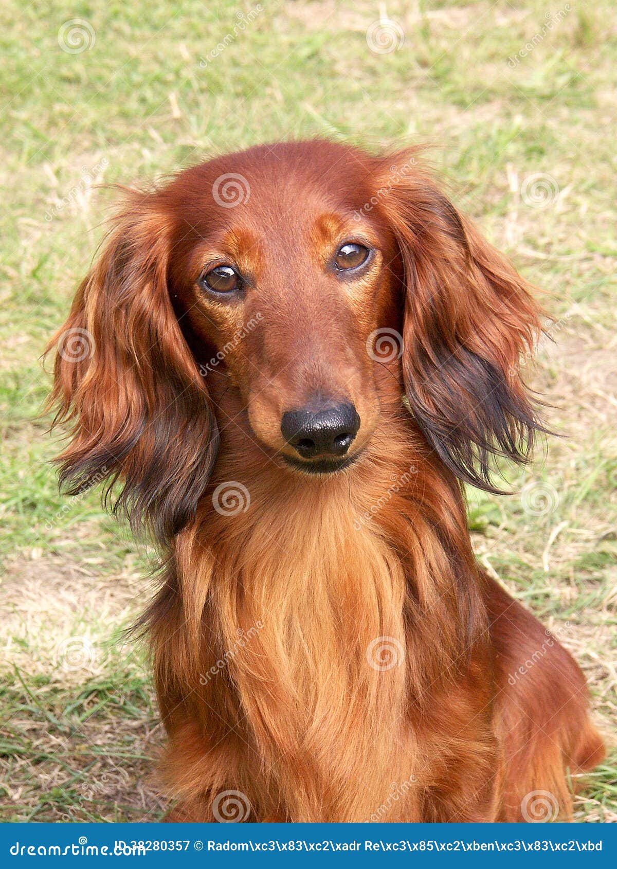 42 Dashund Dog Photos - Free & Royalty-Free Stock Photos from Dreamstime