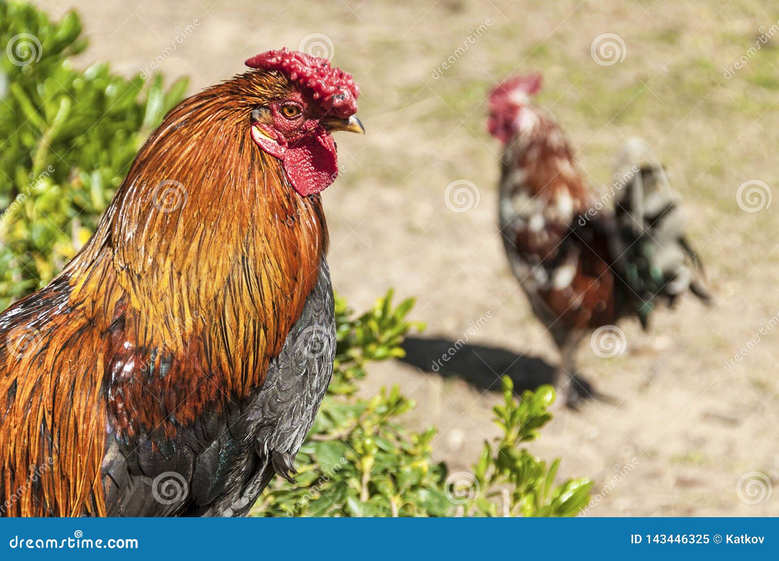 994 Portrait De Beau Coq Photos libres de droits et gratuites de Dreamstime