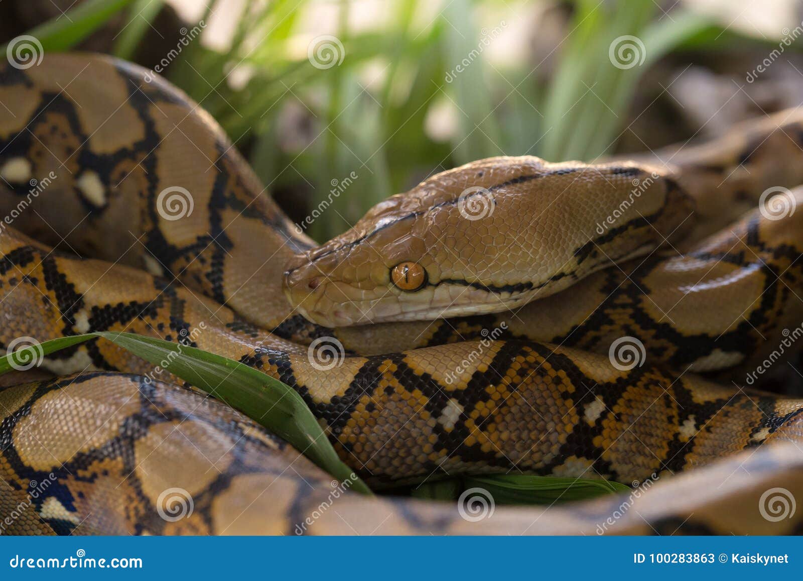 Portrait De Boa, Serpent De Constricteur De Boa Sur La Branche D'arbre ...