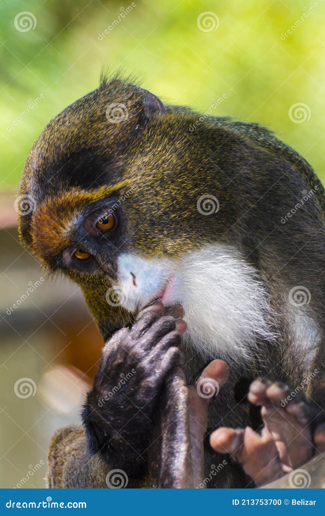Portrait of a De Brazza Monkey on Tree Branches Stock Photo - Image of ...