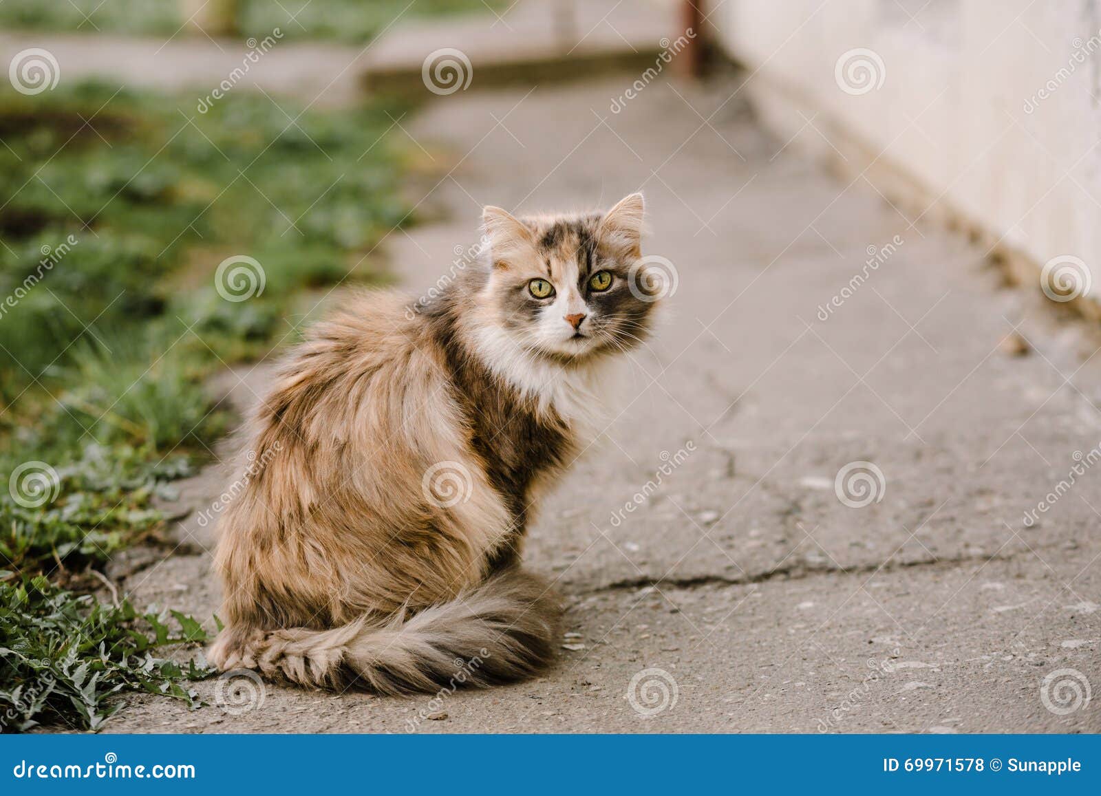 Portrait De Chat Multicolore Avec Les Yeux Verts Photo stock - Image du ...