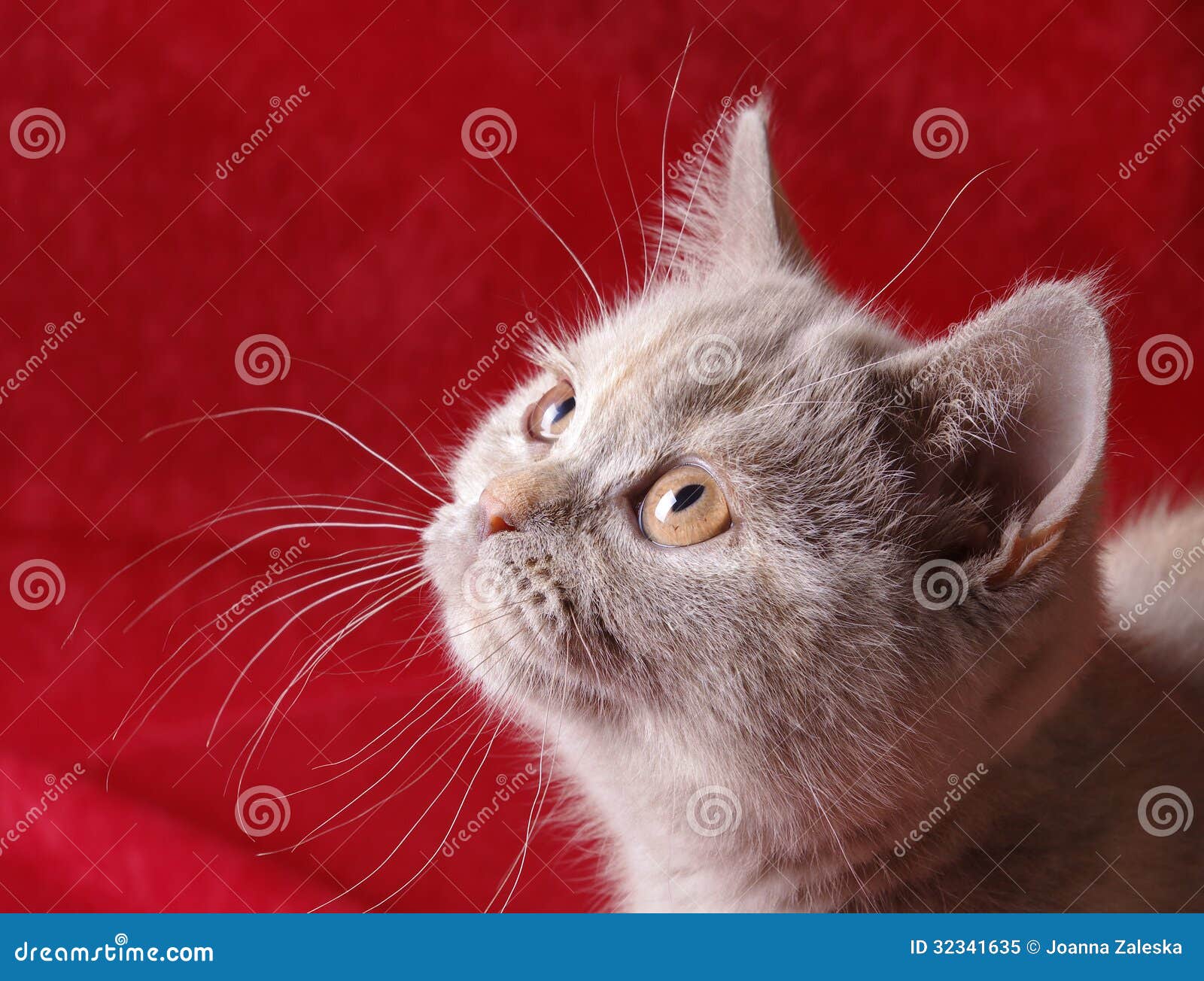 Portrait De Chat Sur Un Fond Rouge Image stock - Image du chat, coloré ...