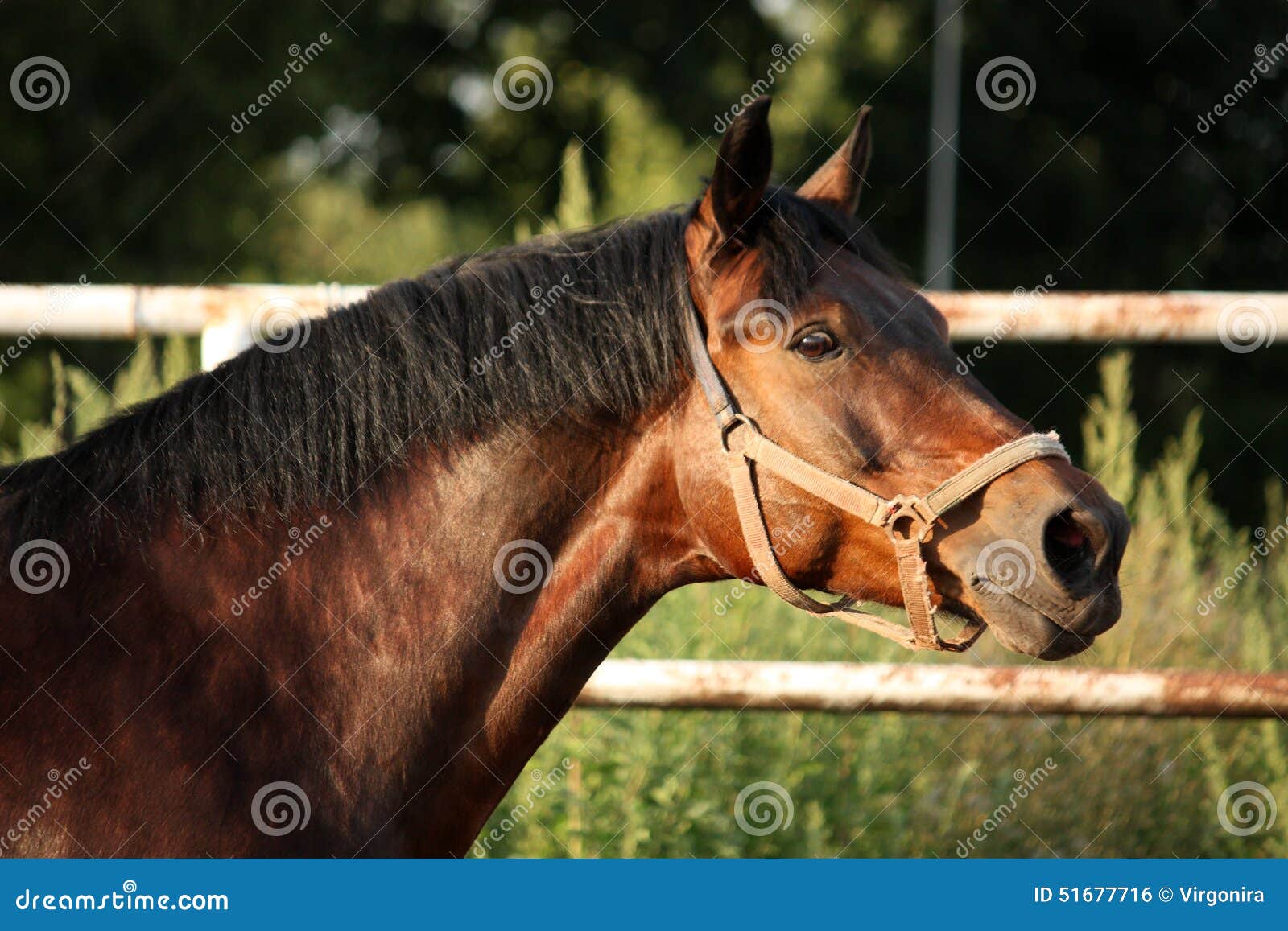 Portrait De Cheval Brun Hennissant Photo stock - Image du équin, rural ...