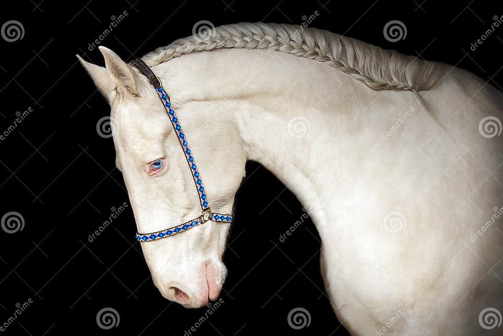 Portrait De Cheval D'Isabella Photo stock - Image du nature, isabelle ...