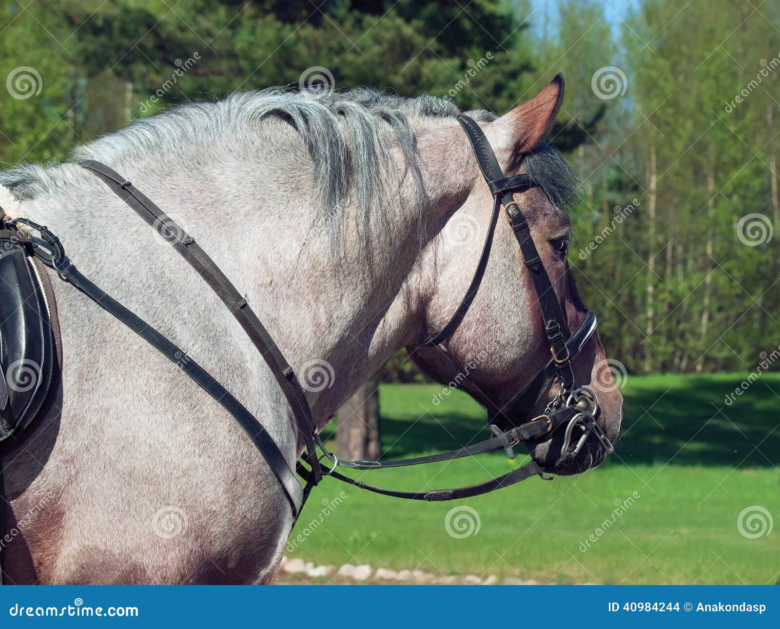 Portrait De Cheval De Trait Belge Photo stock - Image du jour, foncé ...