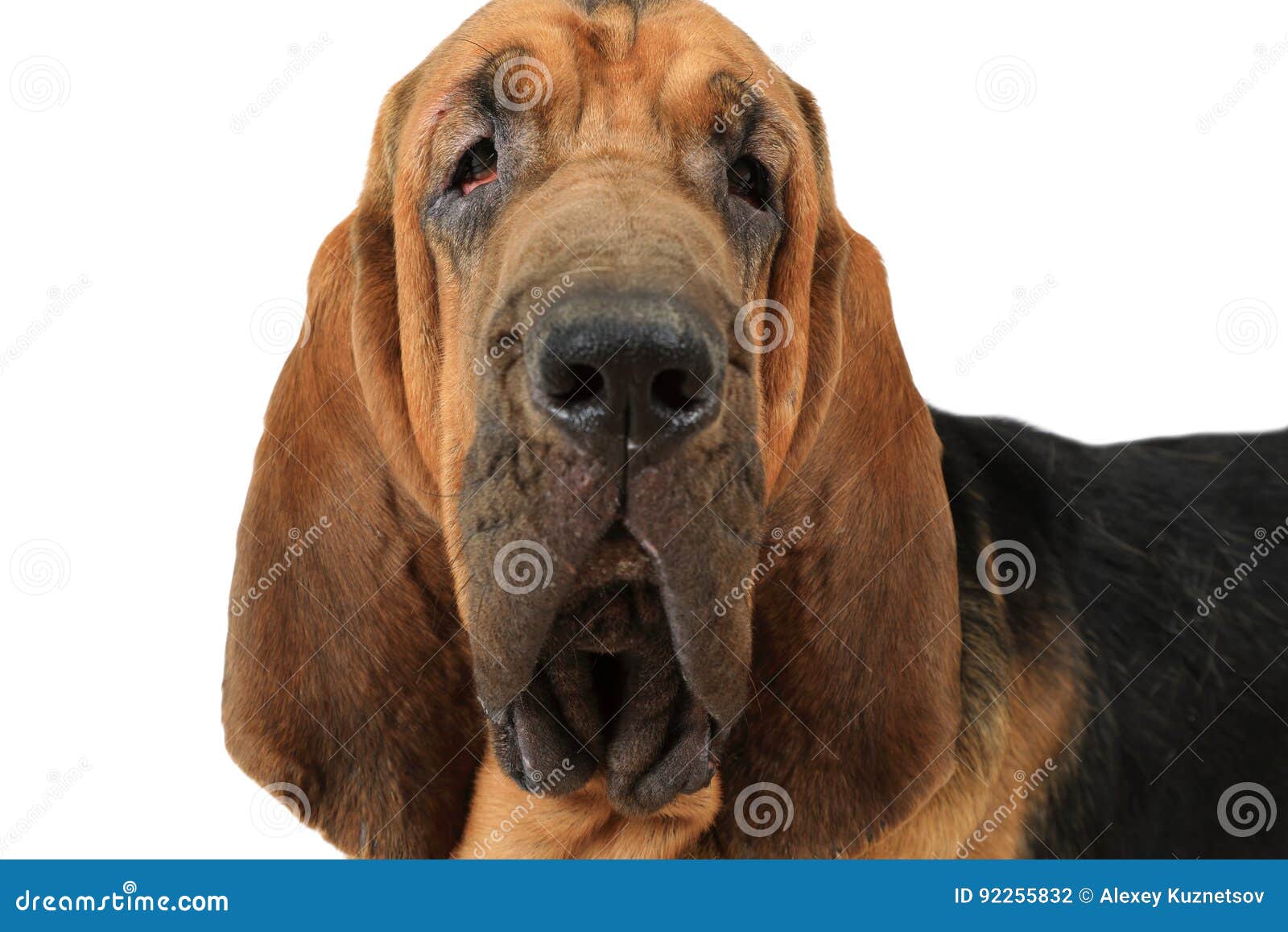 Portrait De Chien De Limier Photo stock - Image du limier, canin: 92255832