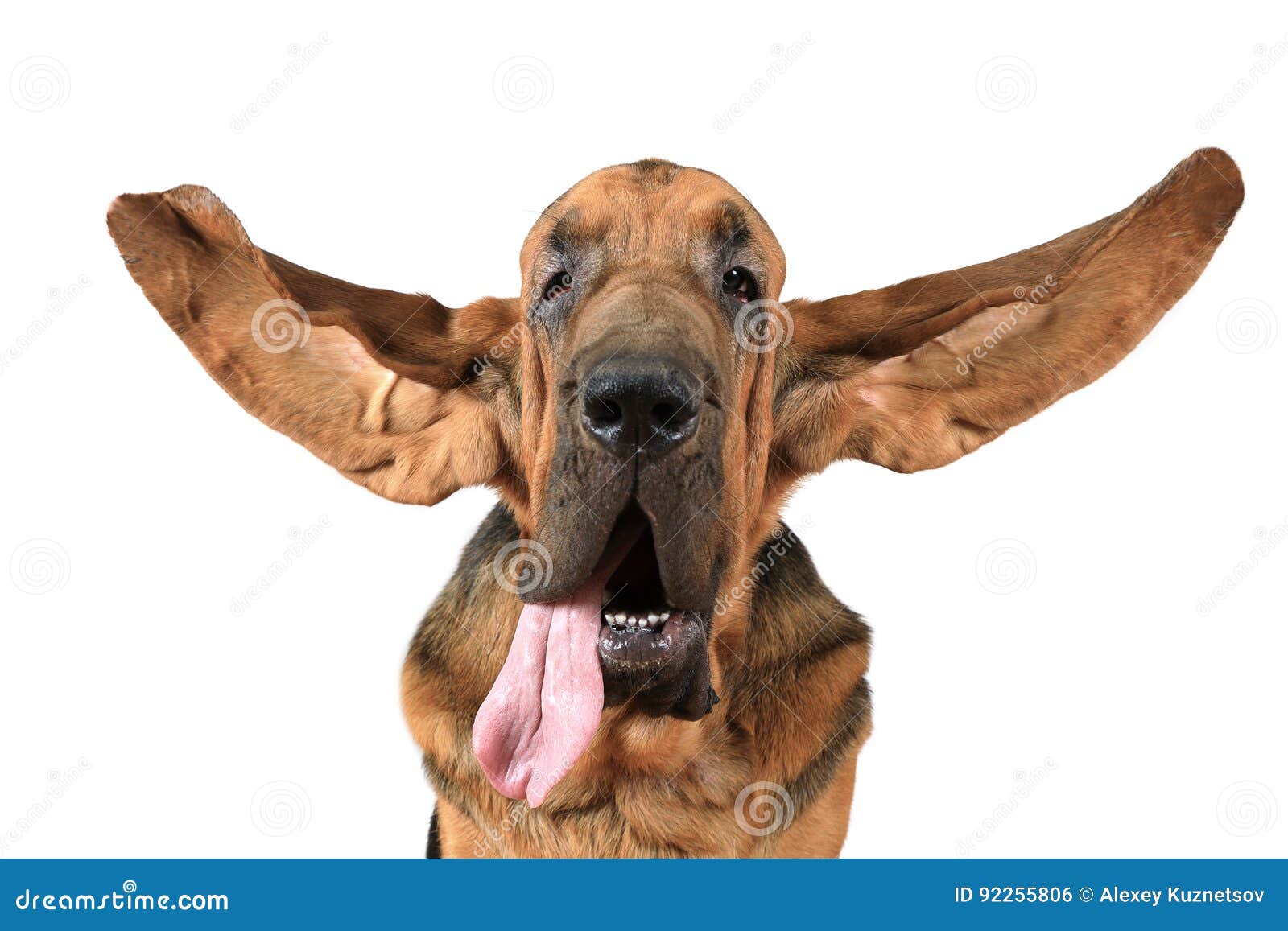 Portrait De Chien De Race De Limier Photo stock - Image du pose, crabot ...
