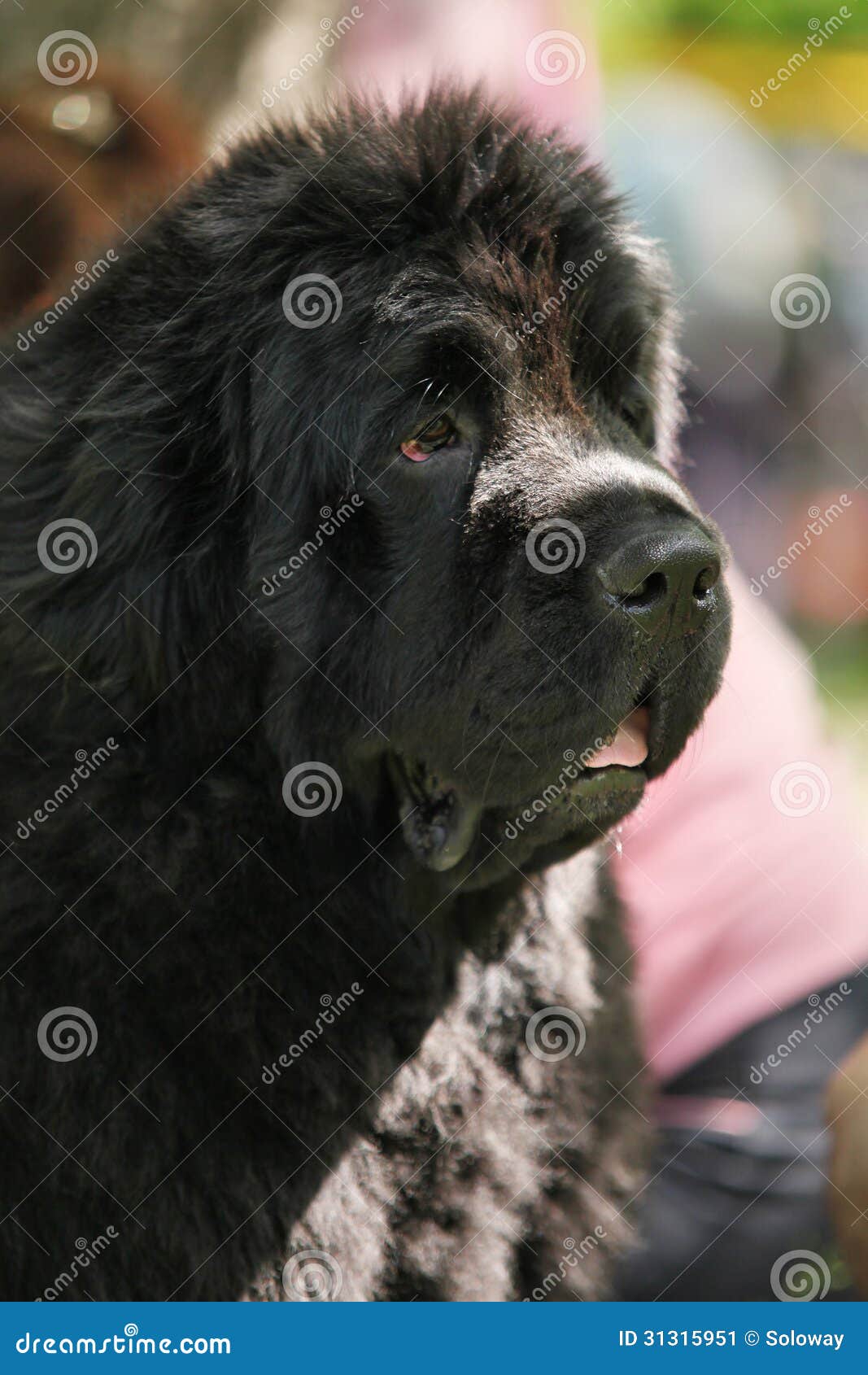 Portrait De Chiot De Chien De Terre-Neuve Image stock - Image du mignon ...