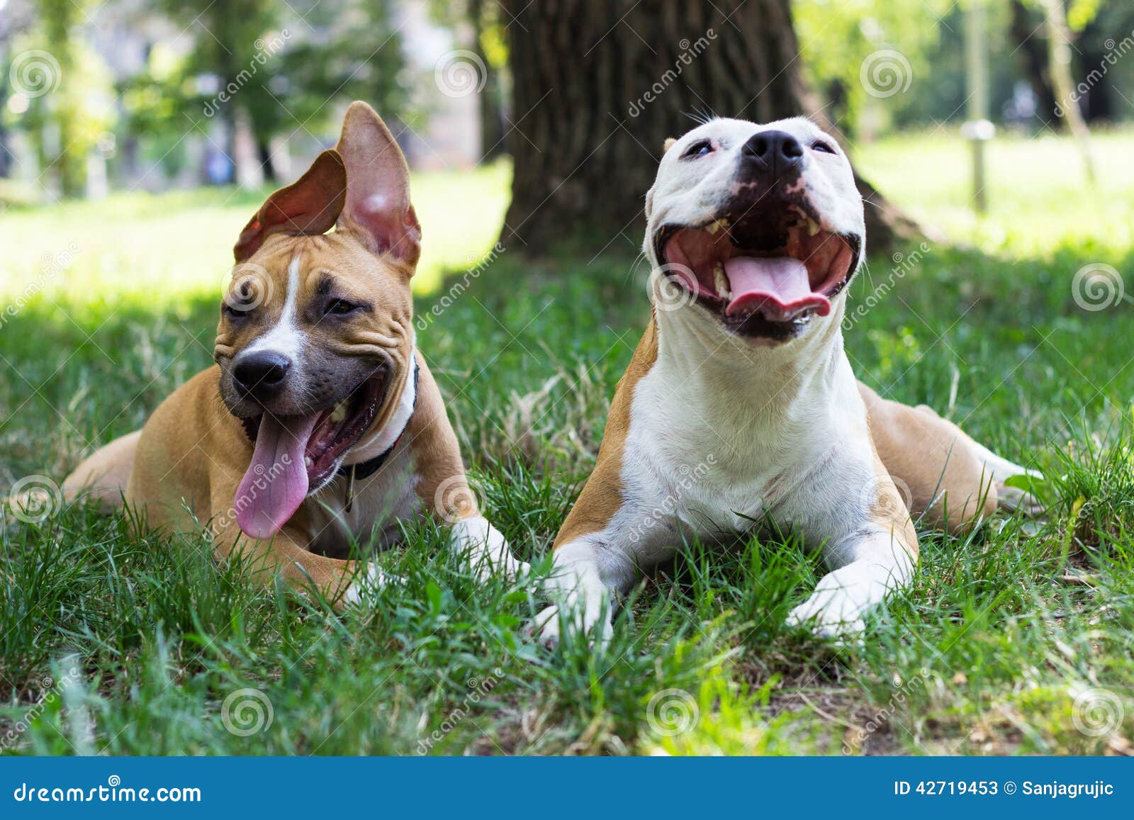 Portrait De Deux Chiens Heureux En Parc Image stock - Image du regarder ...