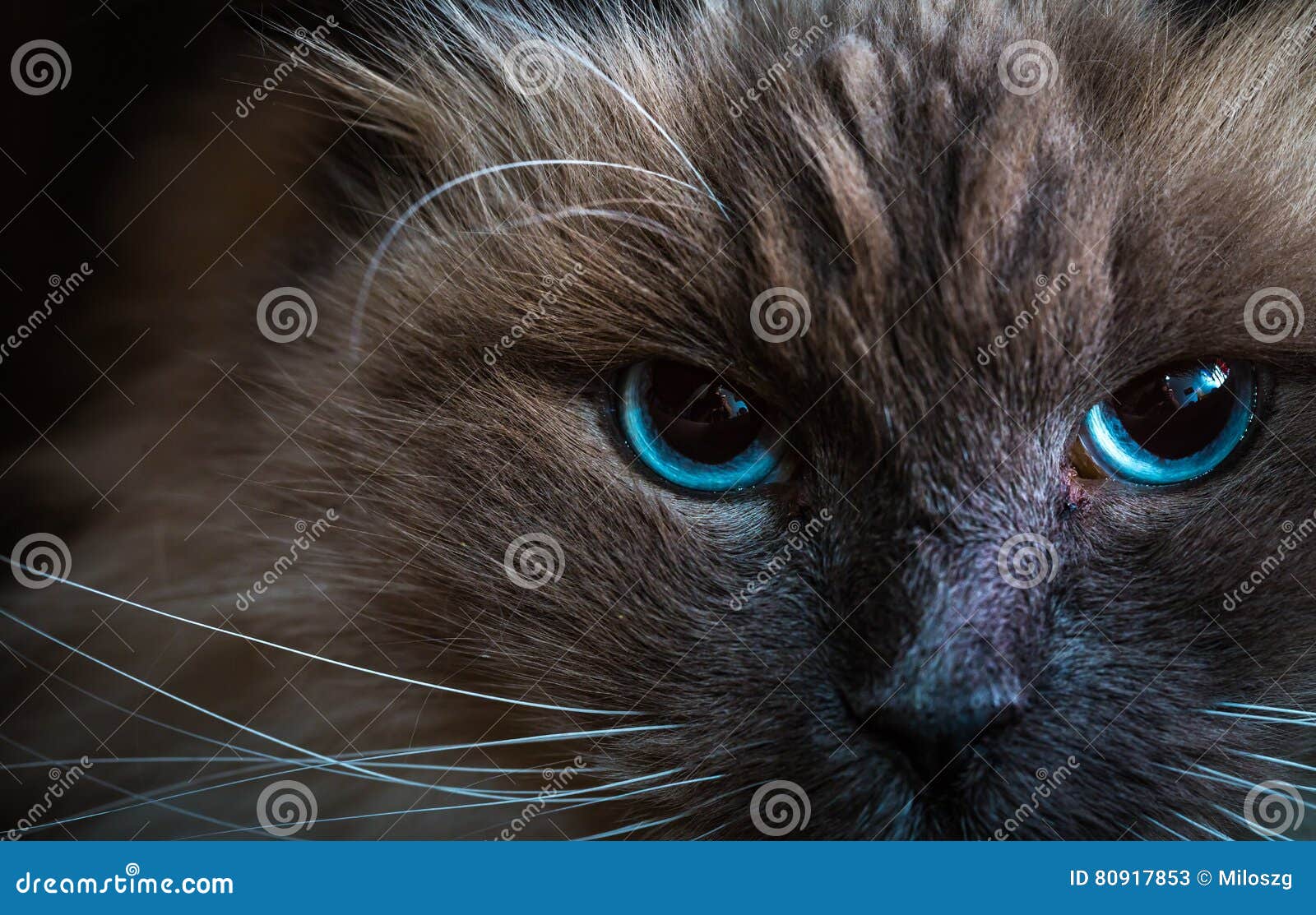 Portrait De Fin De Chat De Neva Masquerade Image stock - Image du ...