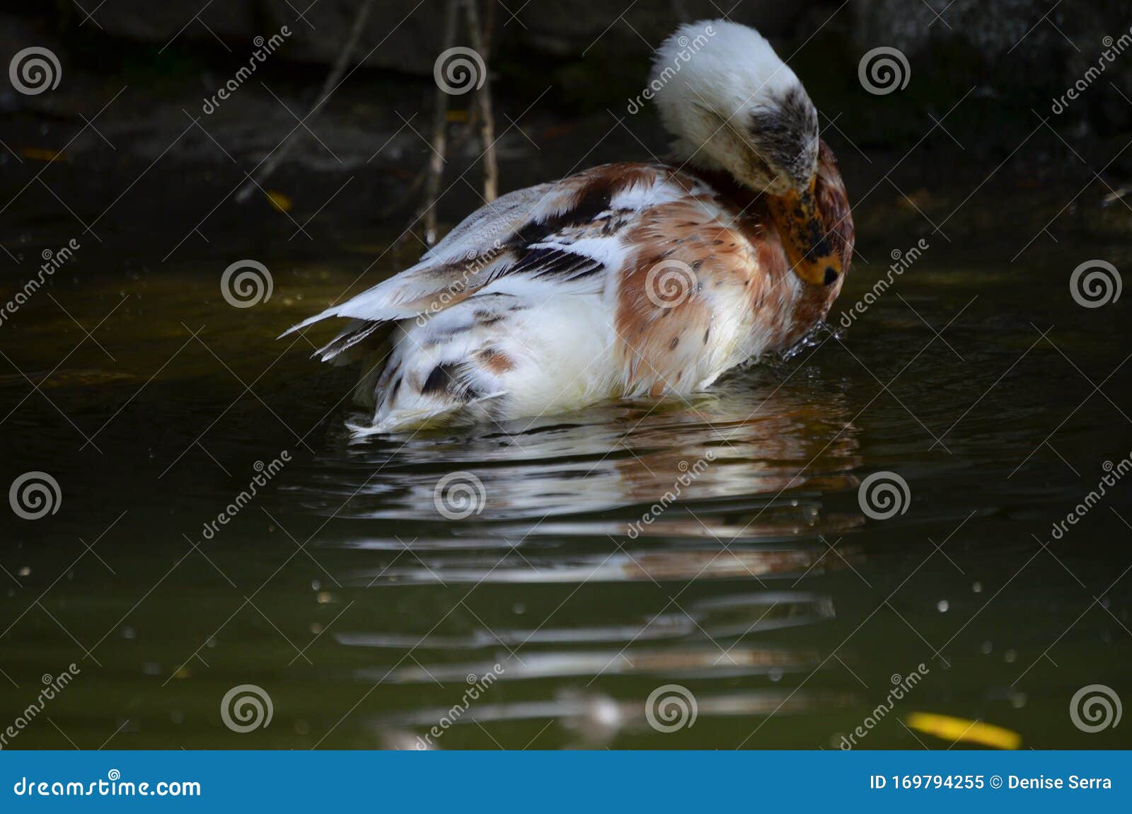 Portrait De Gros Plan D'un Canard De Canard Image stock - Image du ...