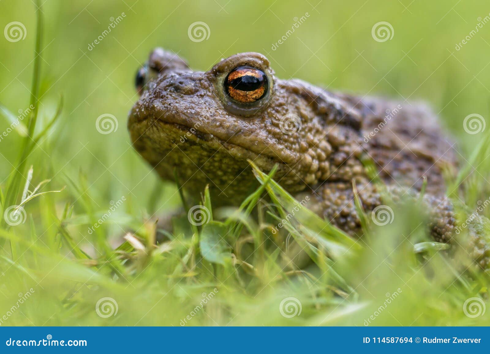 Portrait De Headshot D'un Crapaud Commun Photo stock - Image du ...