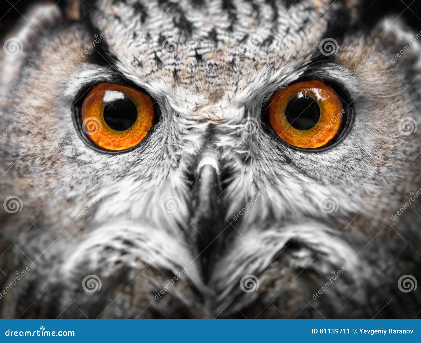 Portrait de hiboux yeux image stock. Image du intense - 81139711