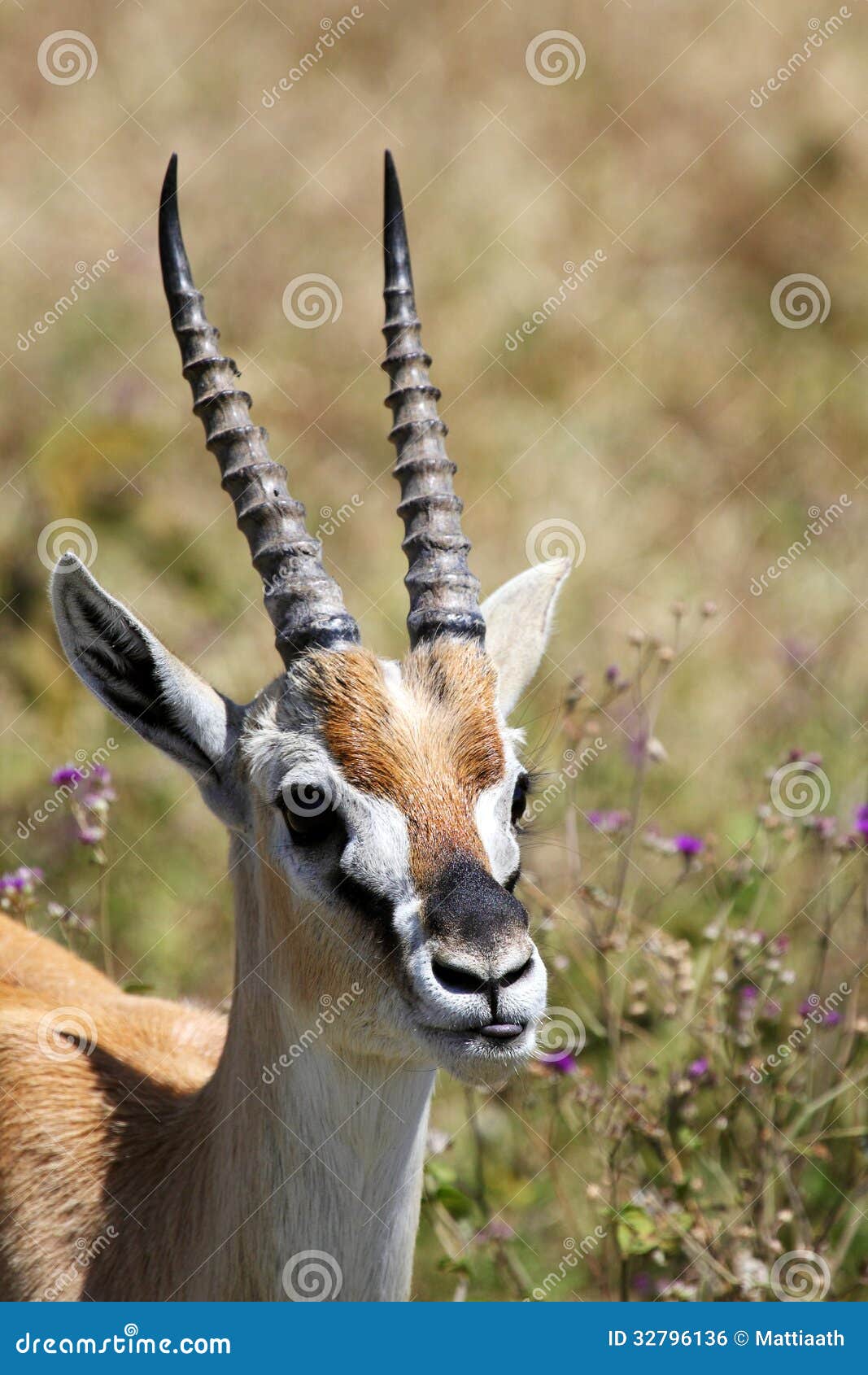 Portrait De La Gazelle De Thomson Photo stock - Image of africain ...