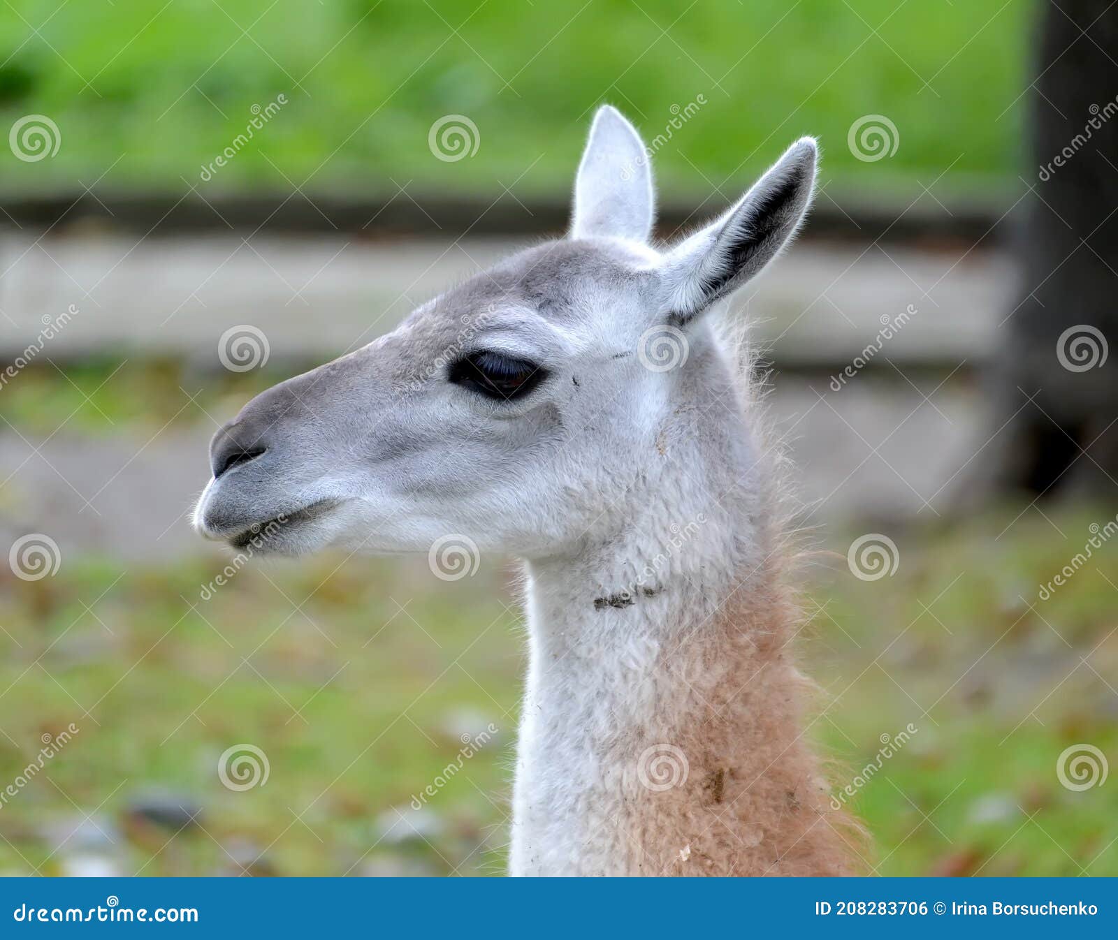 Portrait De Linnaeus De Glama De Lama De Lama Dans Le Profil Photo ...