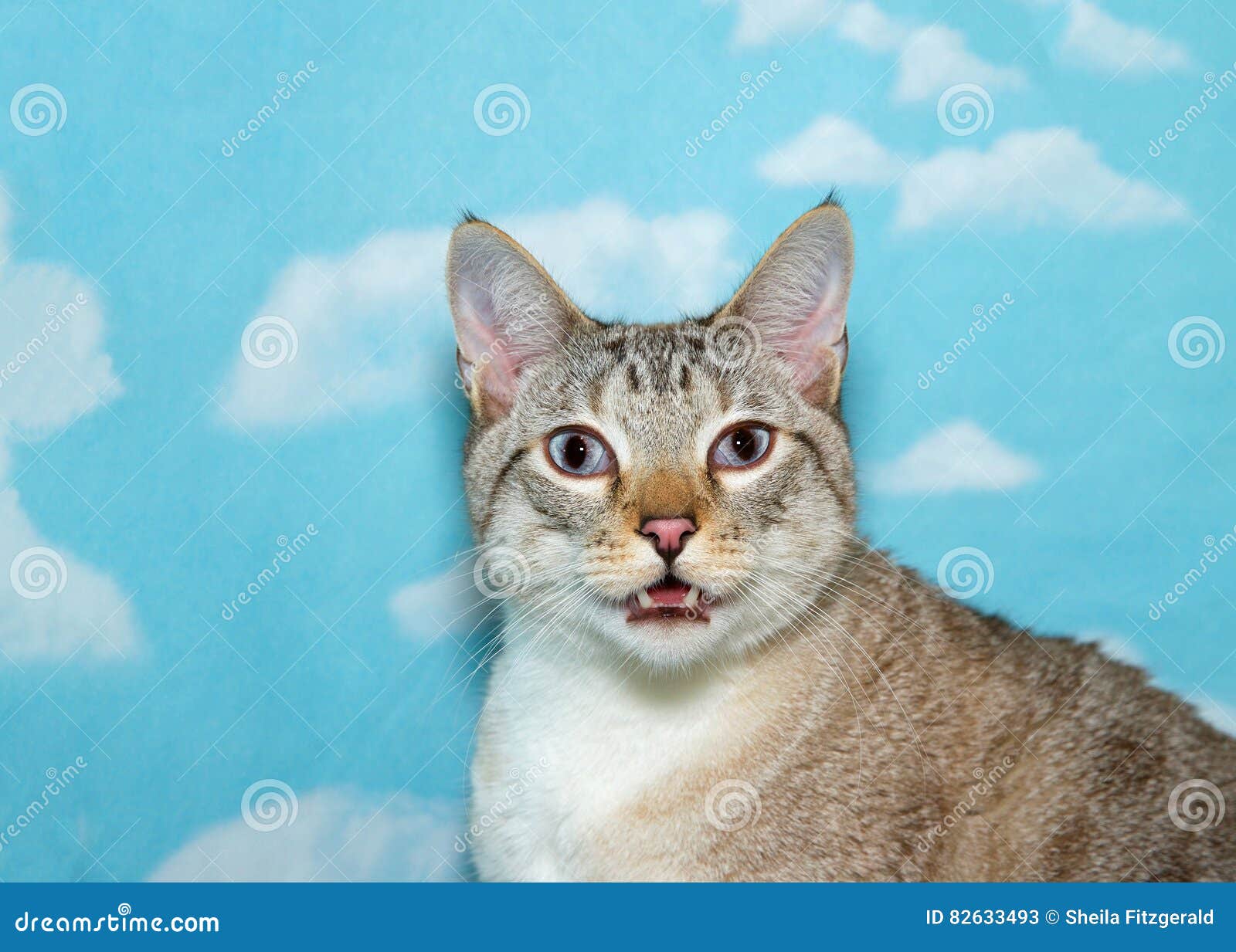 Portrait De Miauler De Chat Siamois Image stock - Image du regarder ...