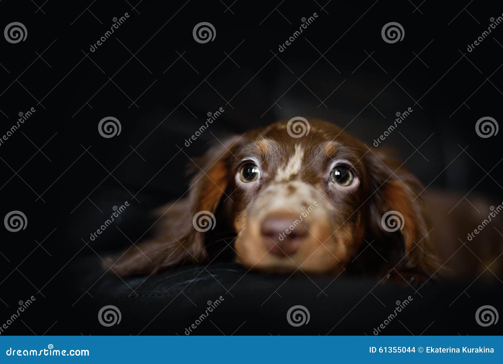 Portrait De Petit Teckel Doux De Bébé Photo stock - Image du bleu, tête ...