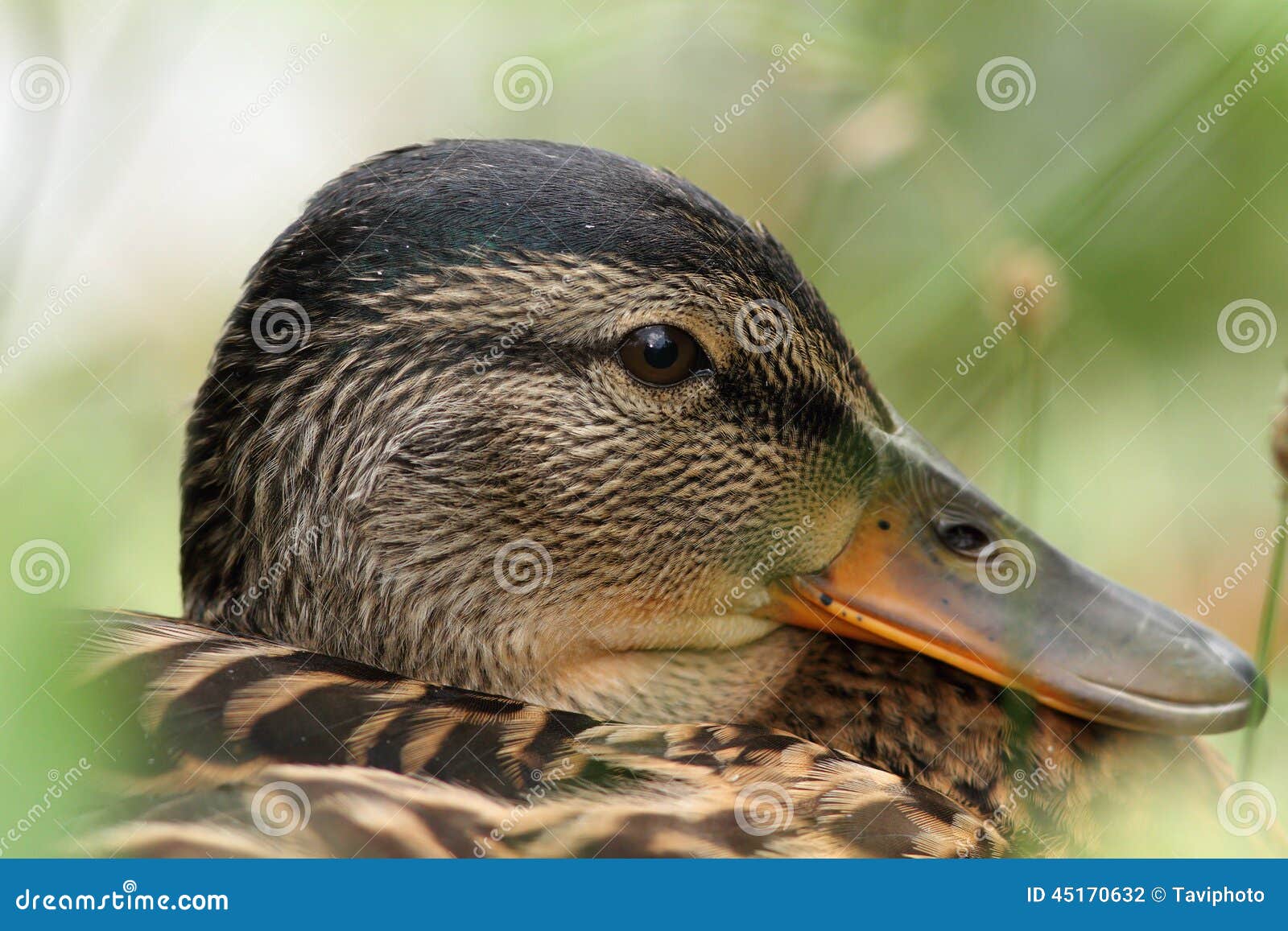 Portrait De Plan Rapproché D'un Canard De Canard Photo stock - Image du ...