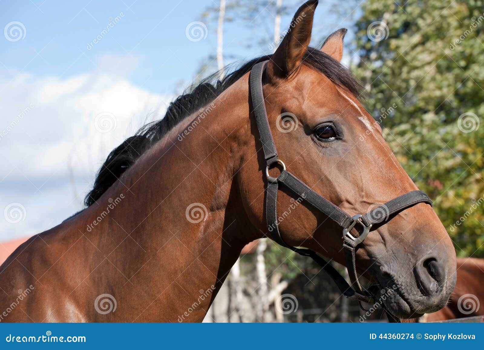 Portrait De Profil De Cheval De Baie Photo stock - Image du équestre ...