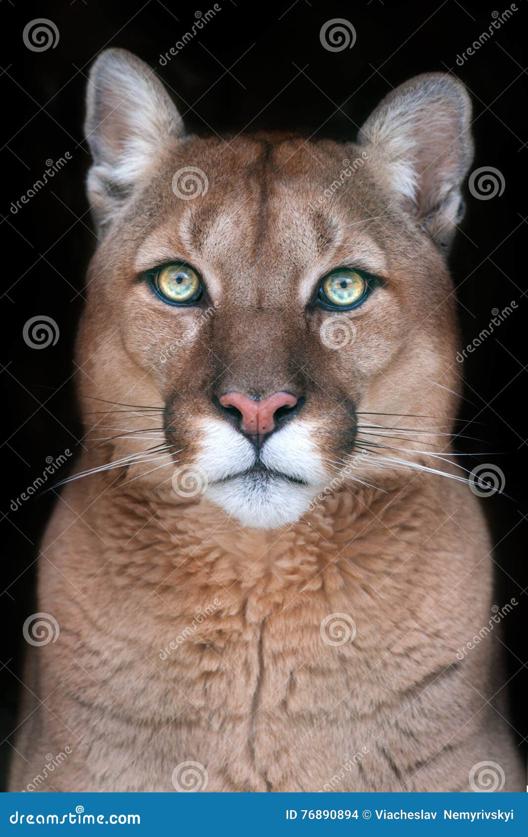 1,049 Photos de Oeil De Puma - Photos de stock gratuites et libres de ...