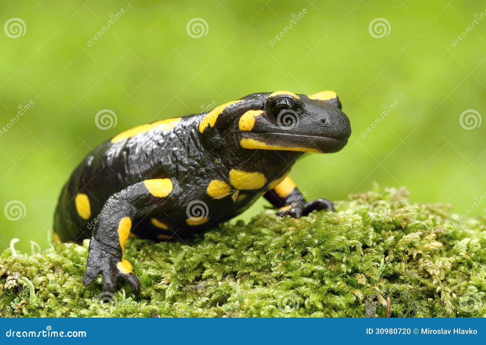 Portrait de salamandre photo stock. Image of venimeux - 30980720