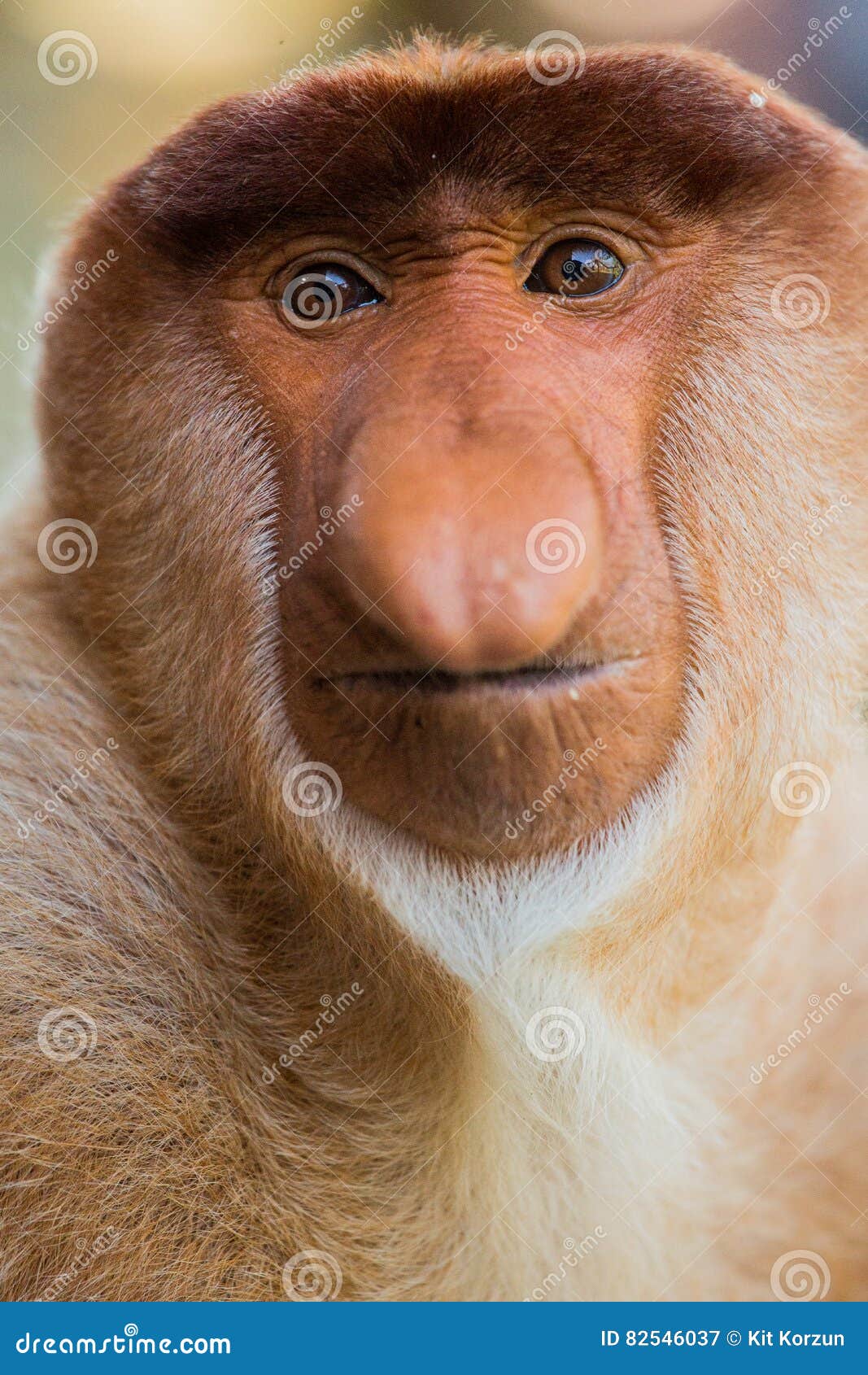 Portrait De Singe Au Nez Long Fabuleux Image stock - Image du animal ...