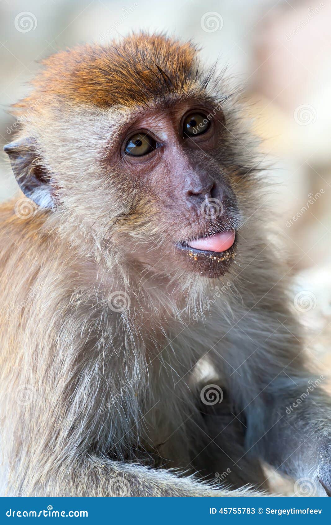 Portrait De Singe Avec La Langue Image stock - Image du jungle, animal ...