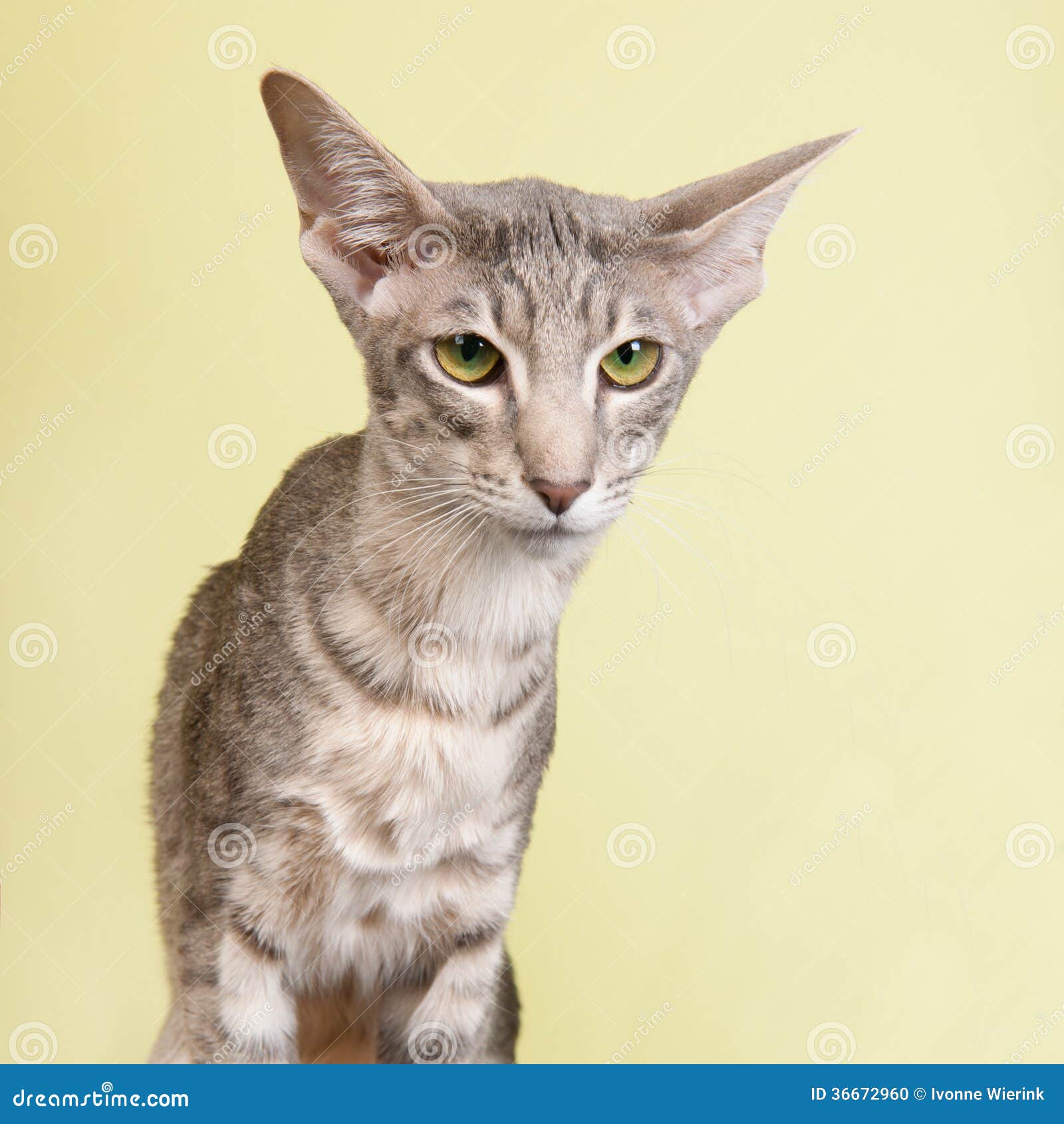 Portrait De Studio De Chat Siamois Tigré De Joint Photo stock - Image ...