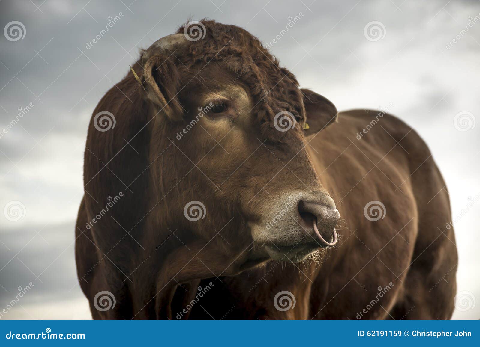 Portrait de Taureau image stock. Image du affermage, animal - 62191159