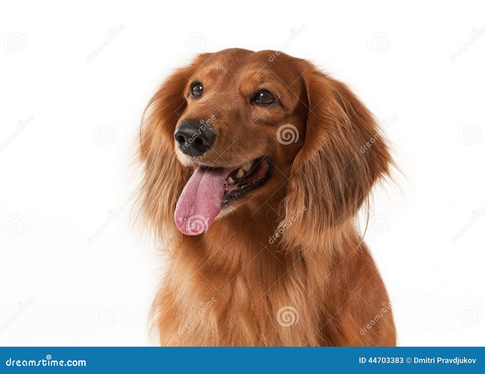 Portrait De Teckel Brun Sur Le Fond Blanc Image stock - Image du orange ...