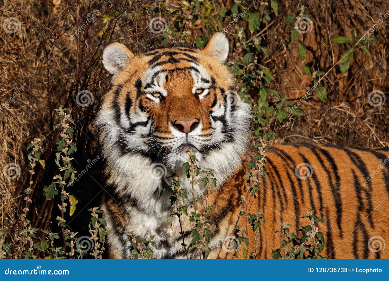 Portrait De Tigre De Bengale - Inde Photo stock - Image du inde ...