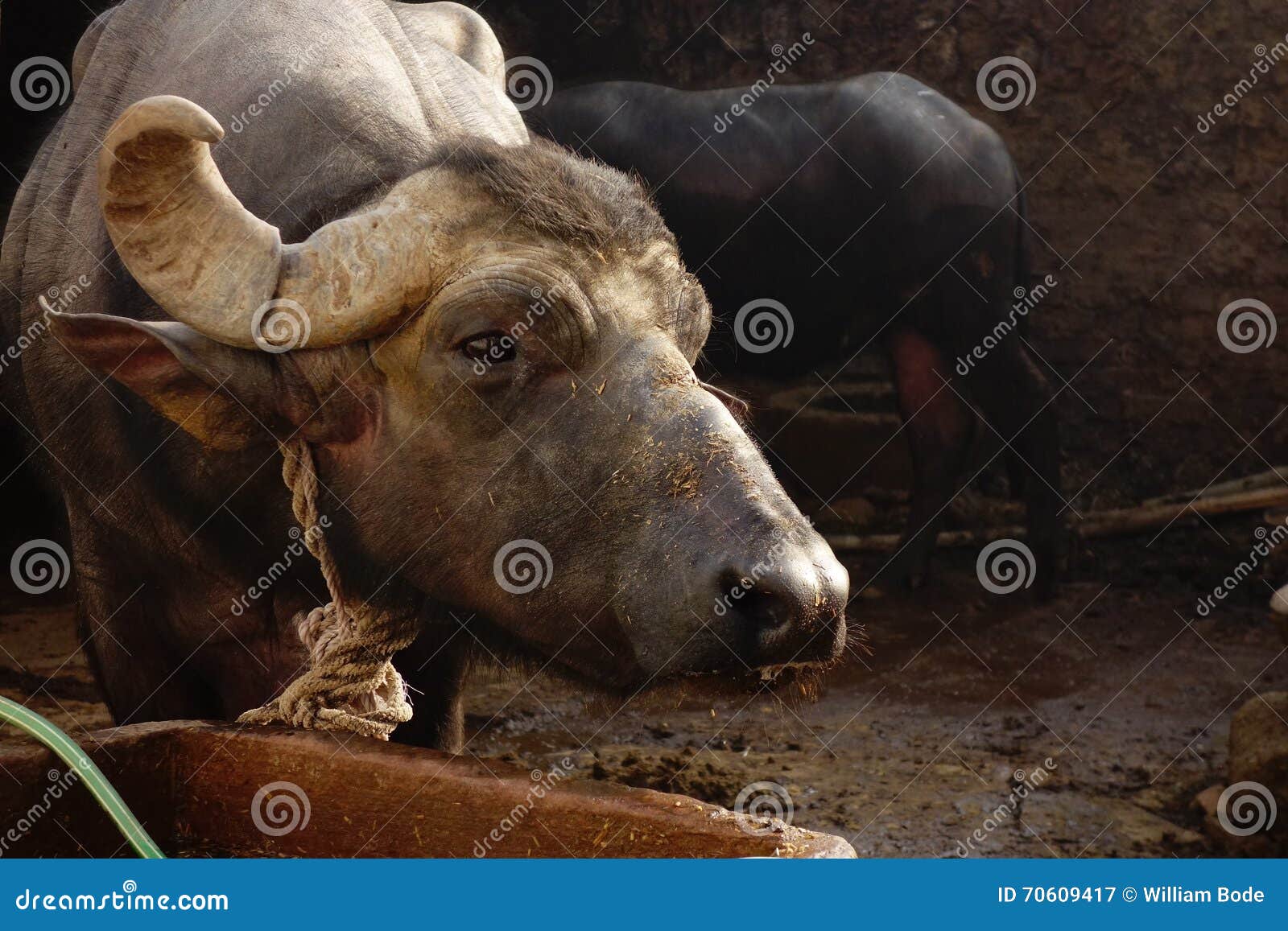 Portrait De Vieux Buffalo Taureau 2 Image stock - Image du ruminage ...