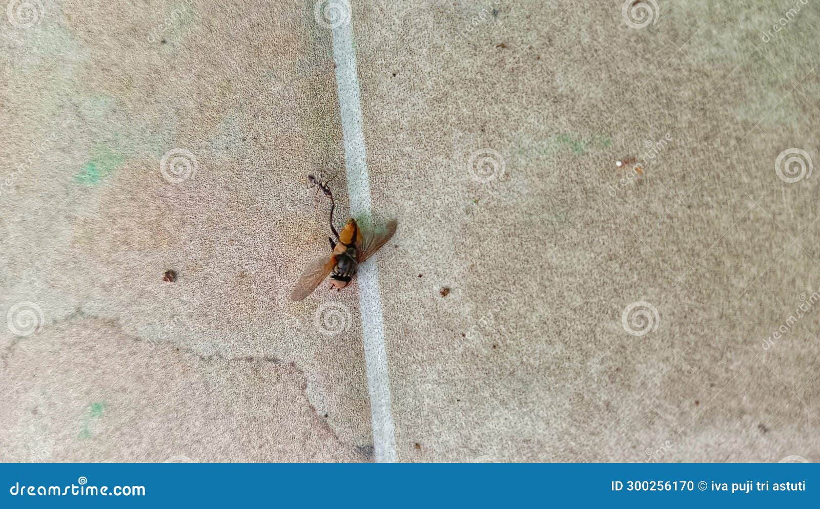 Portrait of a Dead Fly,Its Legs Being Pulled by Ants. Stock Photo ...