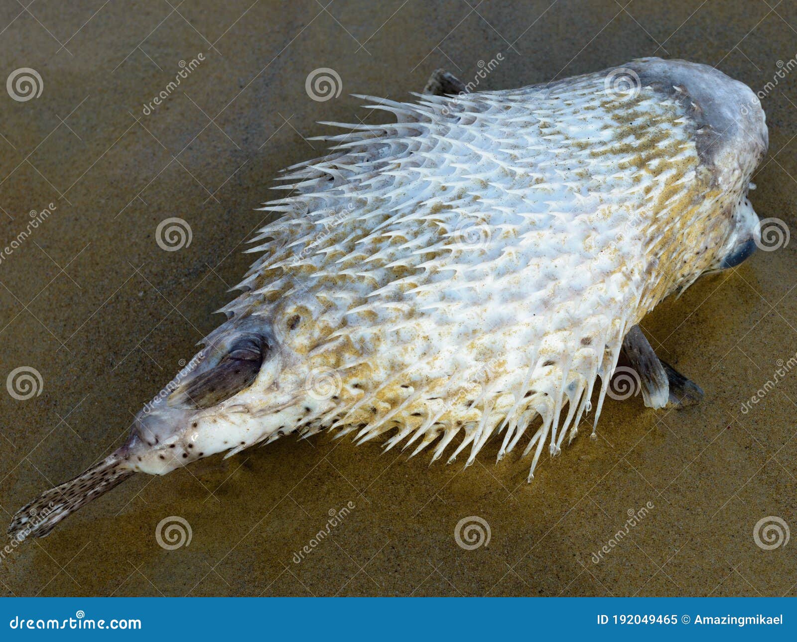 Portrait of Dead Pufferfish Washed Away on the Shore Stock Image ...