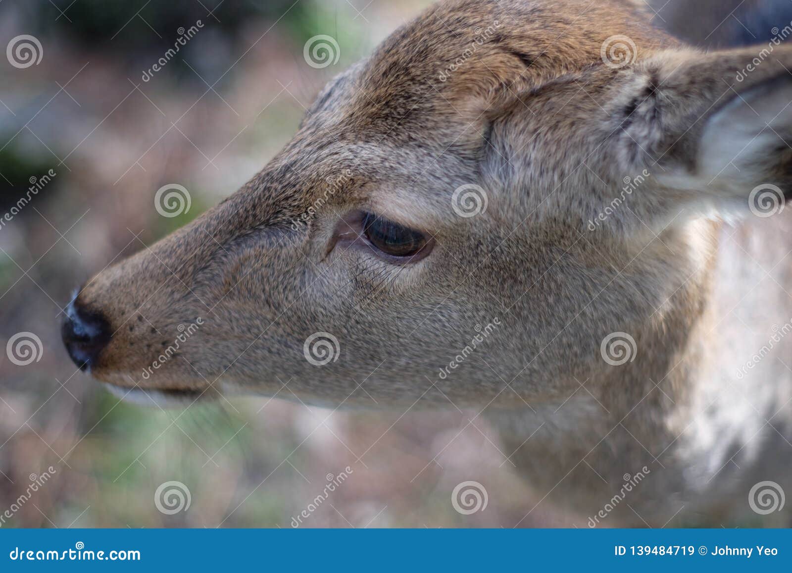 Portrait of a Dear stock image. Image of dear, japan - 139484719