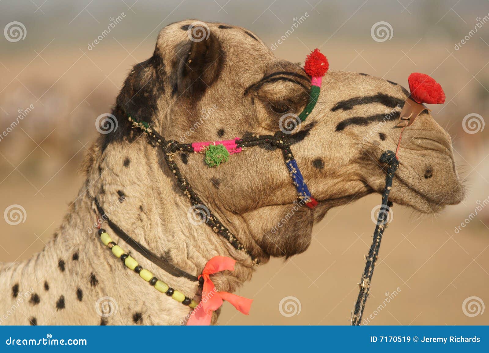 Portrait of a Decorated Camel Stock Image - Image of domesticated ...