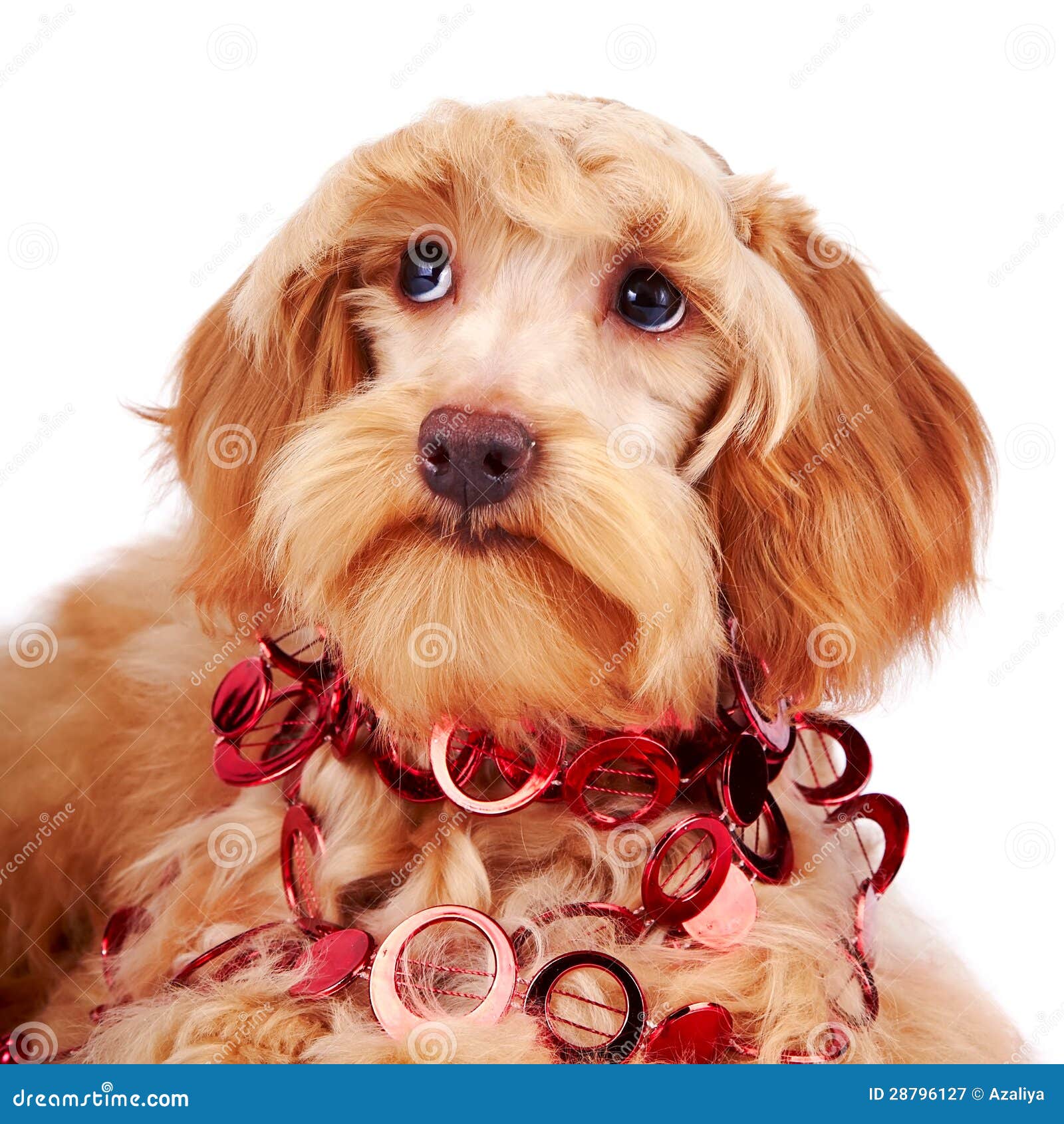 Portrait of a Decorative Dog with Red Ornament Stock Image - Image of ...