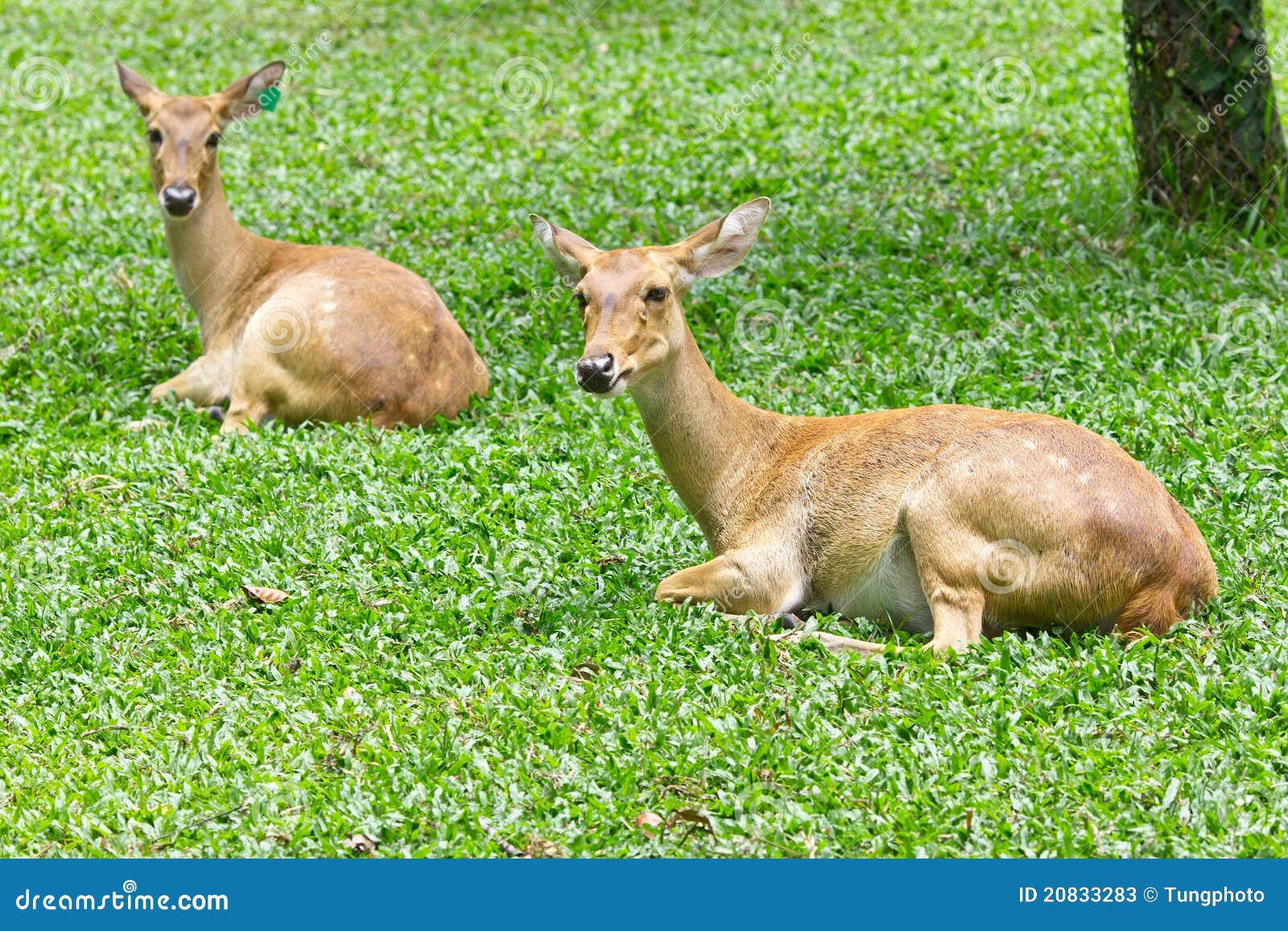 Portrait of deer stock image. Image of nature, antlers - 20833283