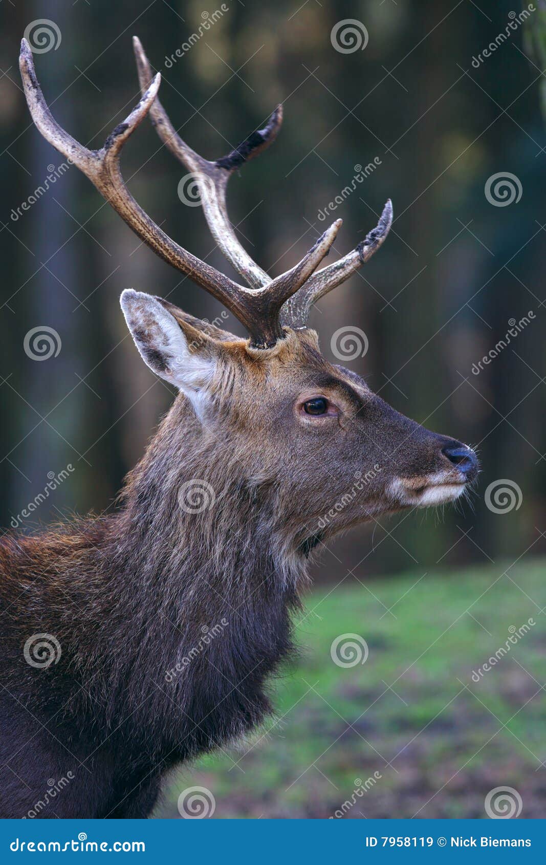 Portrait of a deer stock image. Image of trees, wood, portrait - 7958119