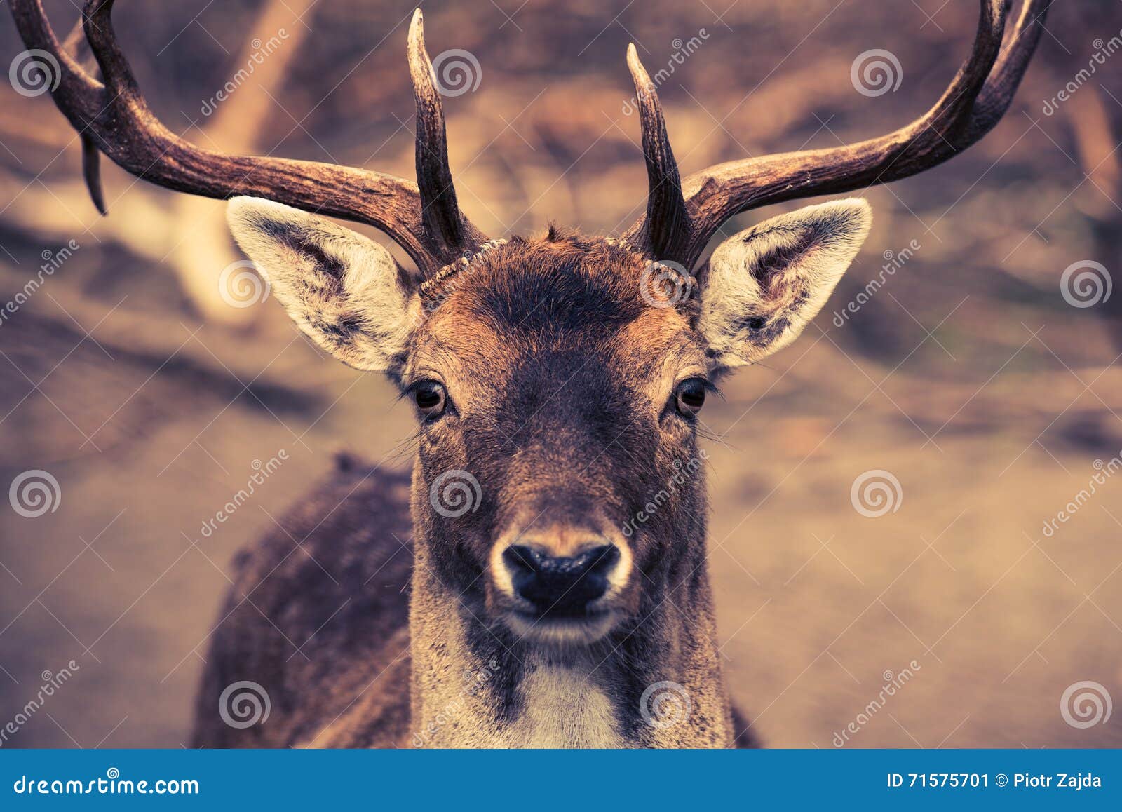 Portrait of the Deer stock image. Image of rest, wildlife - 71575701