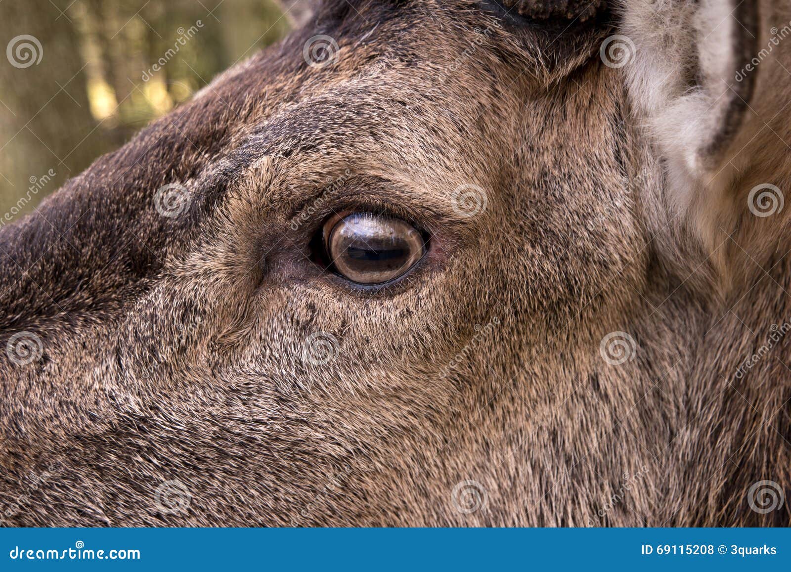 Portrait of a Deer stock photo. Image of head, antler - 69115208
