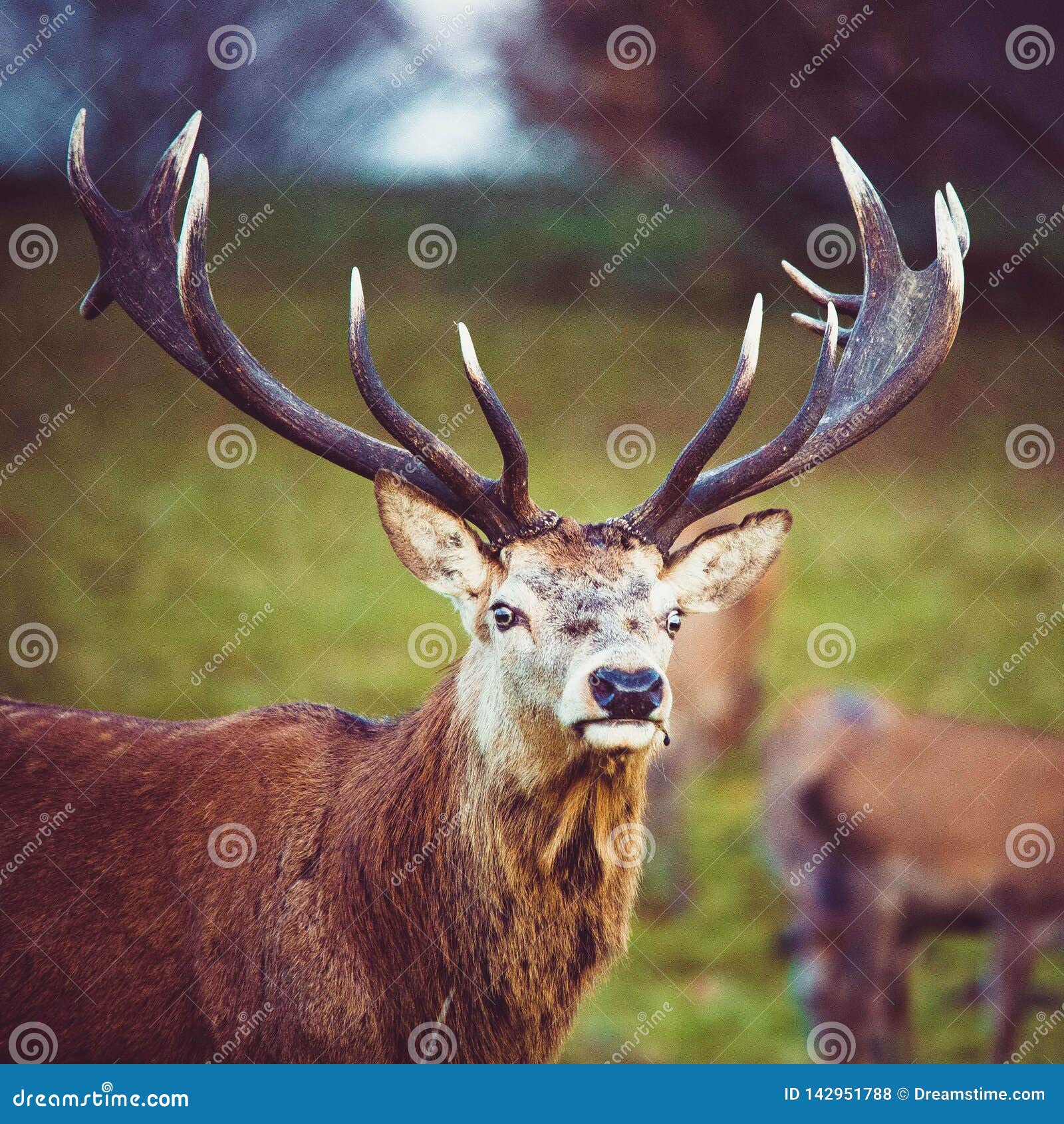 Portrait of a Deer stock photo. Image of landscape, nature - 142951788