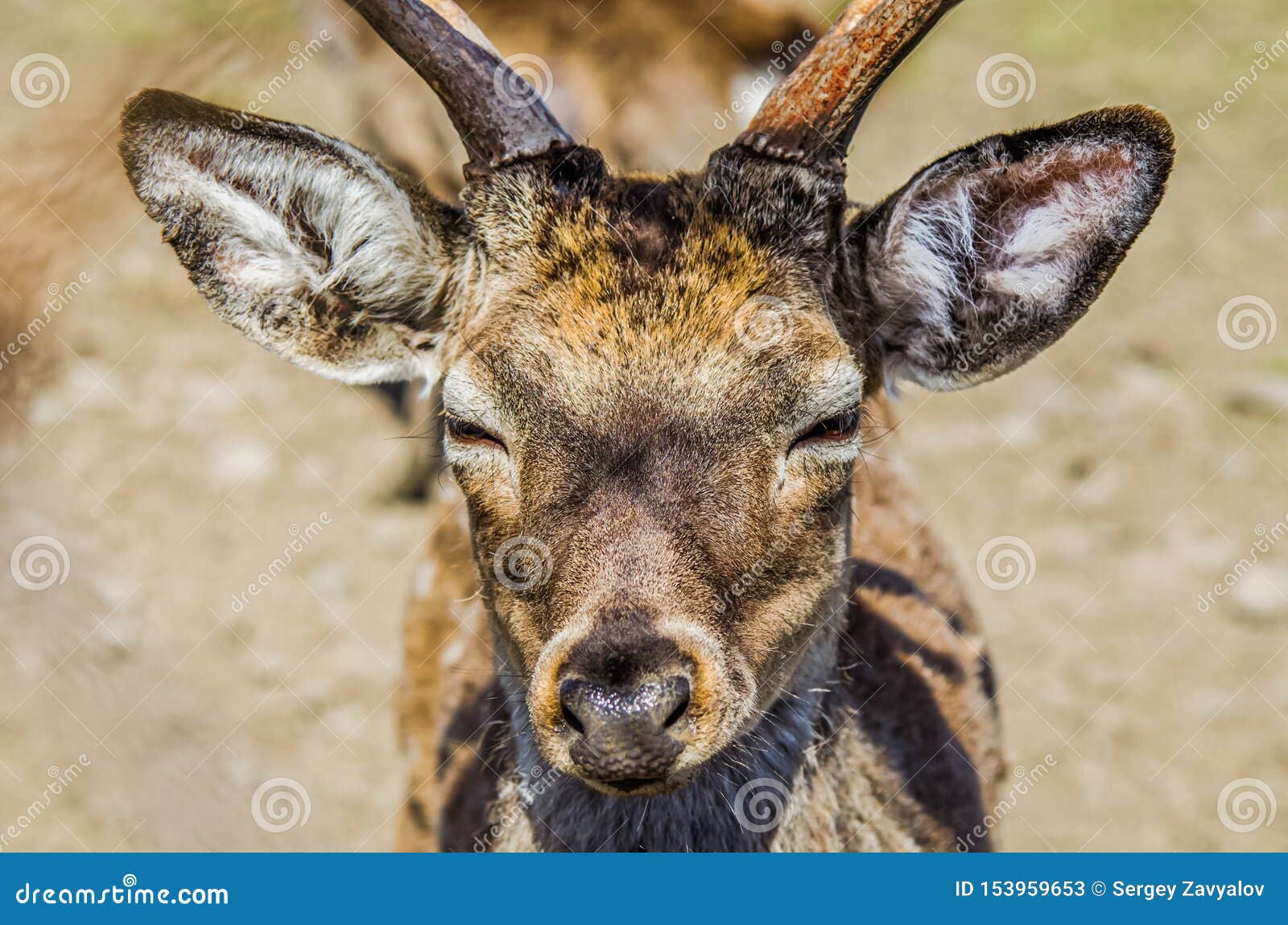 Portrait of a Deer. Muzzle Close-up Stock Image - Image of animal ...