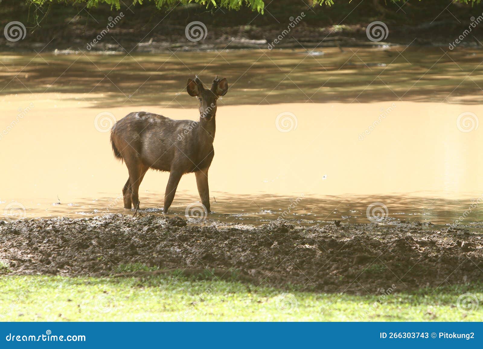 Portrait of a Deer by the Pond Stock Image - Image of bovine, nature ...