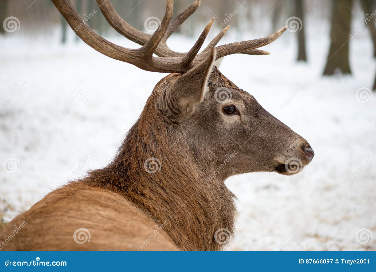 Portrait of a Deer Sitting in Forrest Stock Image - Image of beautiful ...
